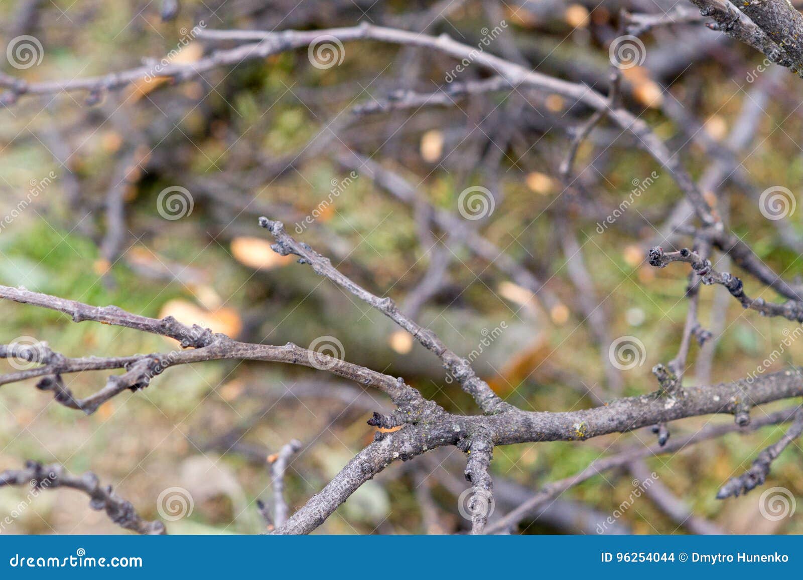 Bough on the grass. stock photo. Image of tool, brushwood - 96254044