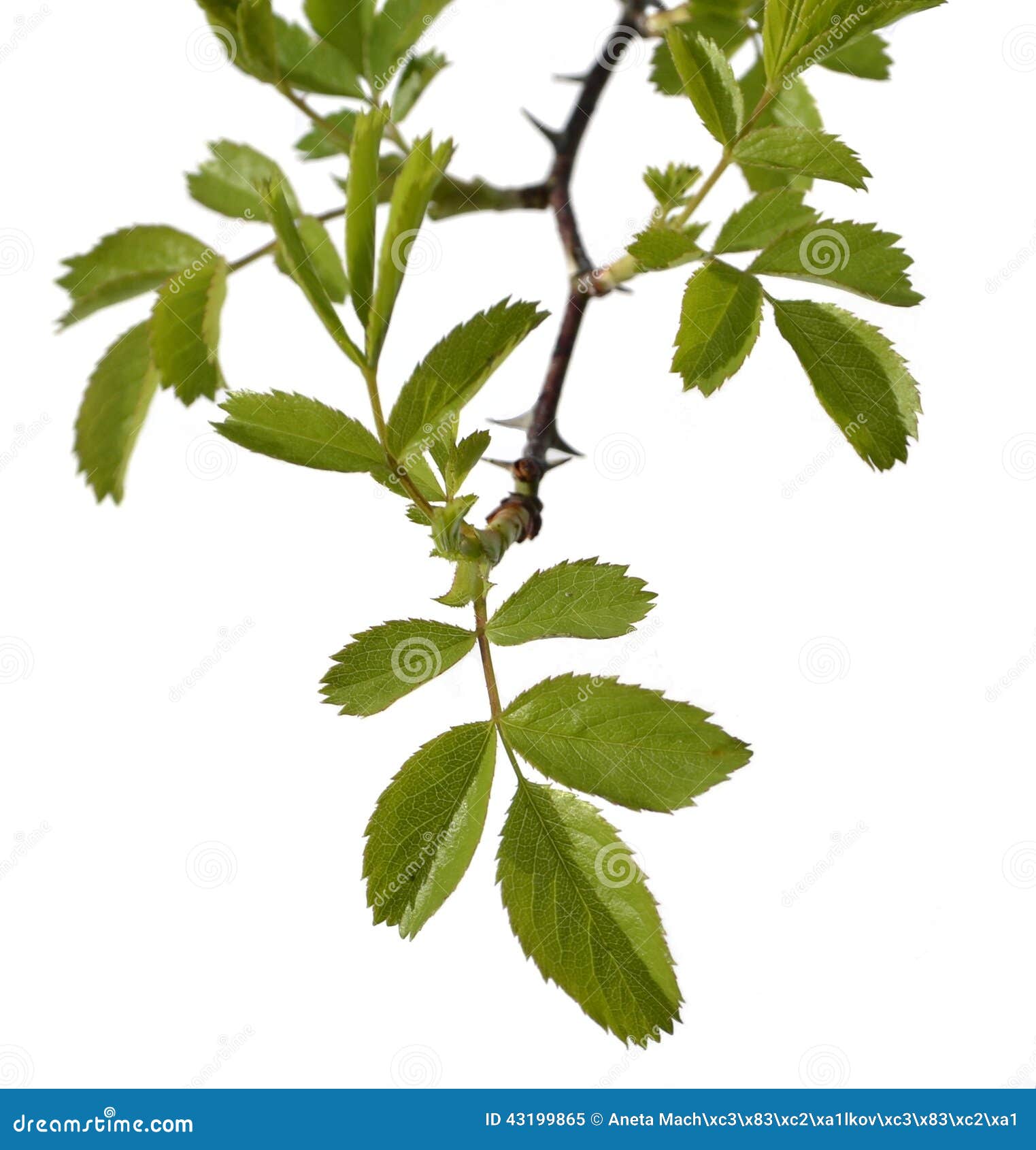 Bough with leaves stock image. Image of flora, forest - 43199865