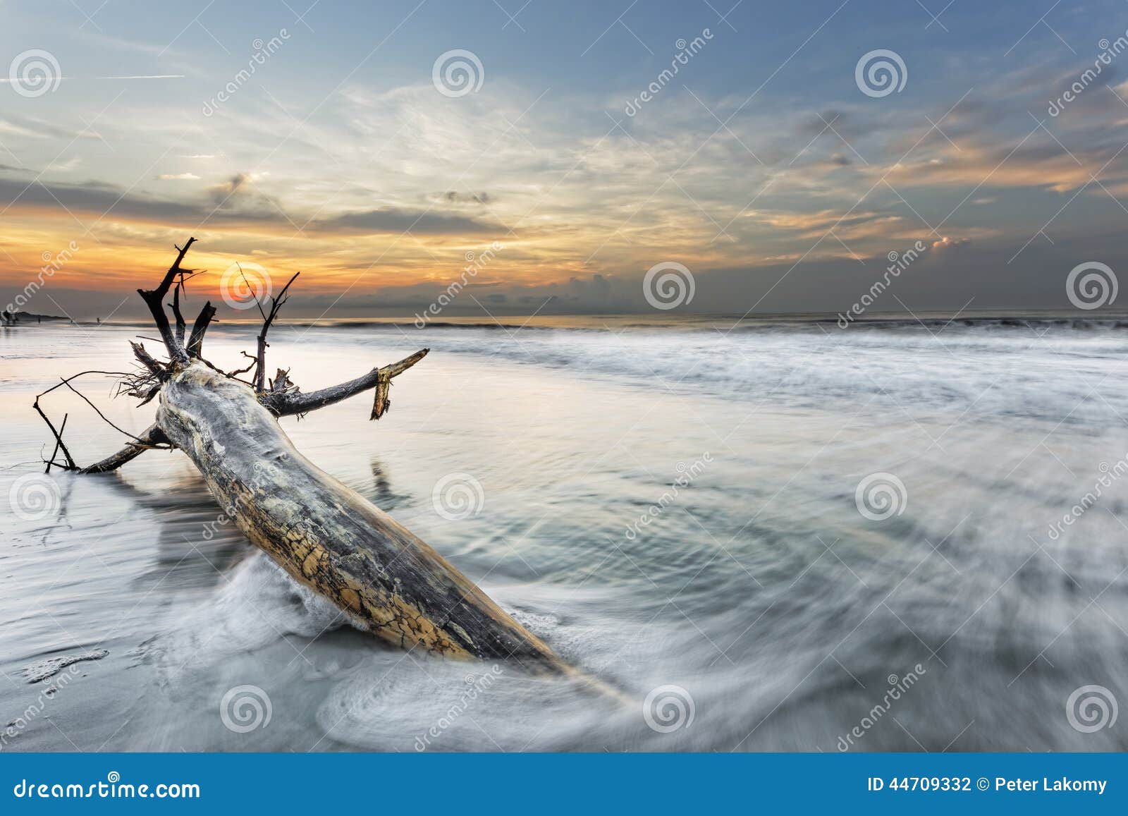 Bough in Ocean stock photo. Image of background, color - 44709332