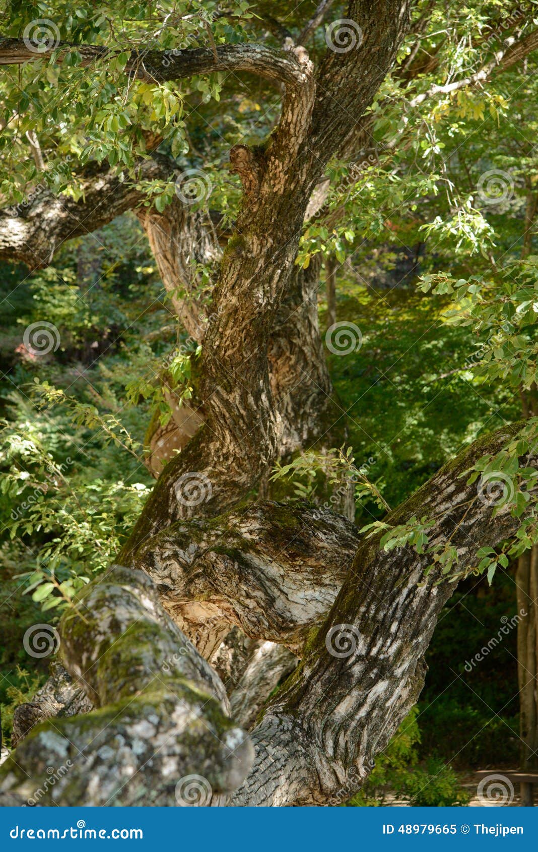 Bough of old willow tree stock image. Image of beautiful - 48979665