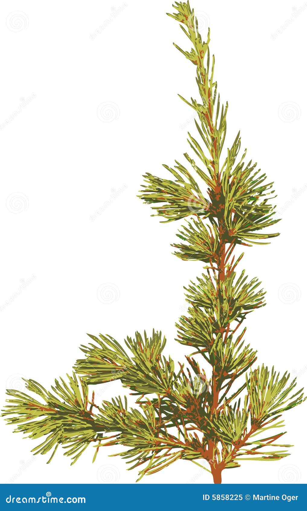 Bough and Pine Needles stock vector. Illustration of artwork - 5858225
