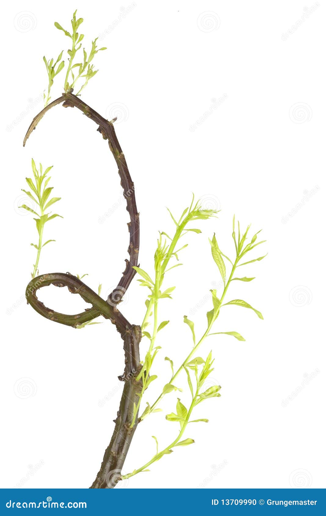 Bough of a willow tree stock photo. Image of greeting - 13709990