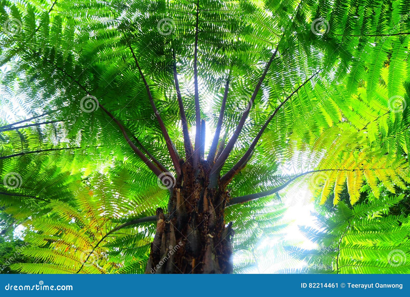Boughs stock image. Image of tree, osmunda, plants, limbs - 82214461