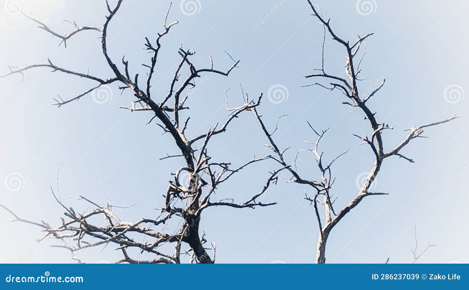 Boughs of Old Acacia Trees Baground the Sky? Stock Image - Image of ...