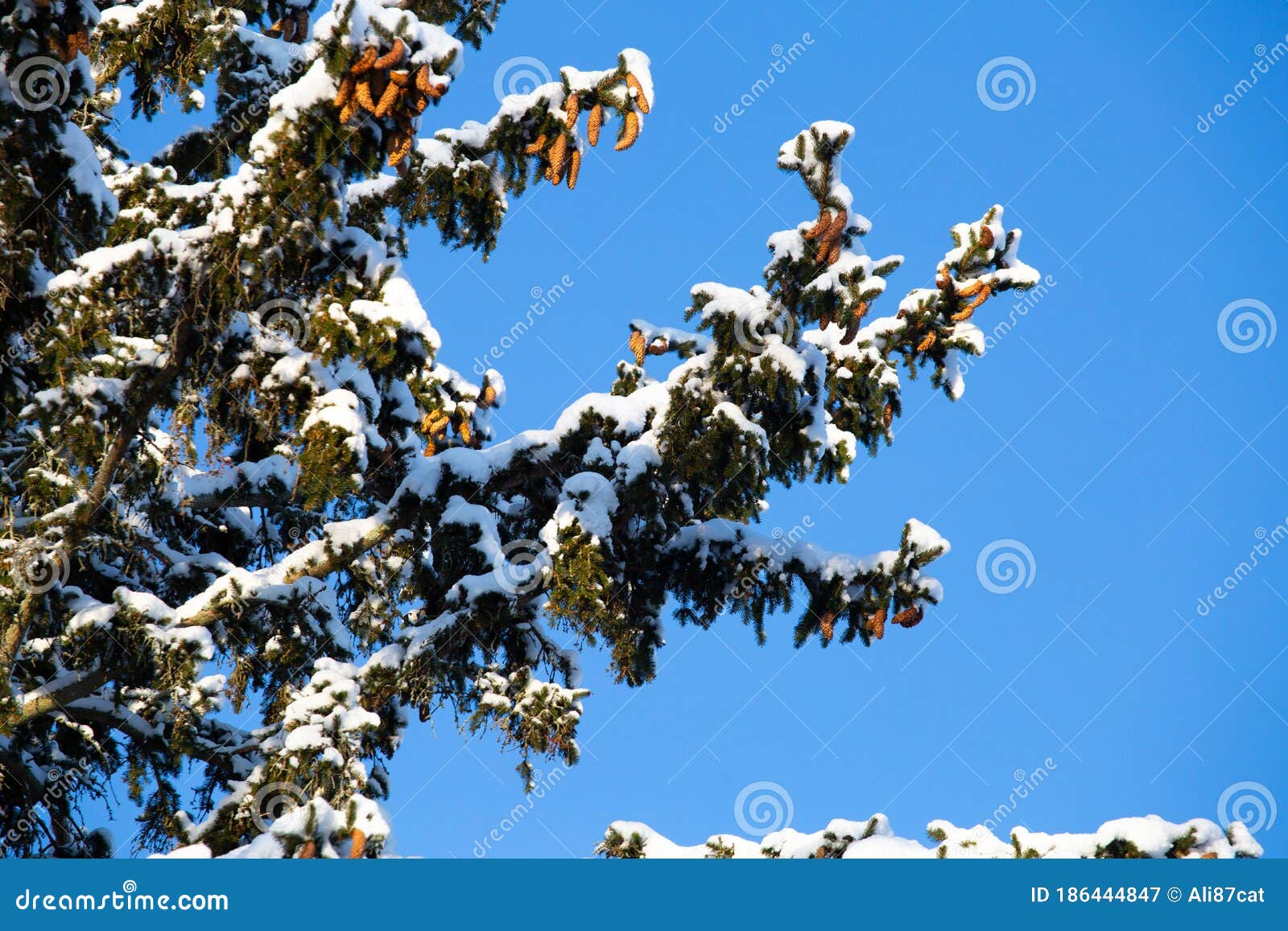 Pine Tree Bough with Snow and Pine Cones Stock Image - Image of winter ...