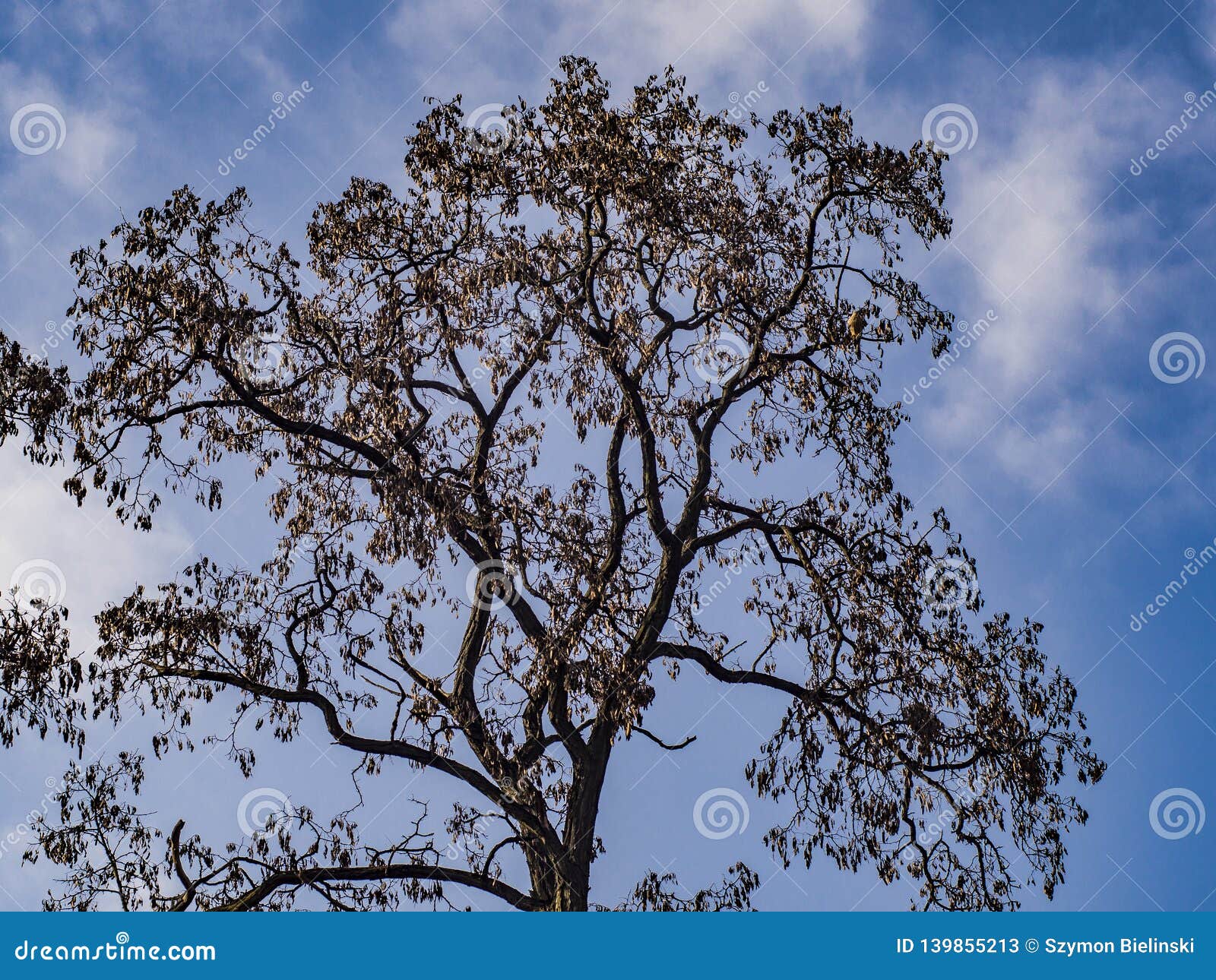 Boughs of Trees Against the Sky Stock Image - Image of branch, plant ...