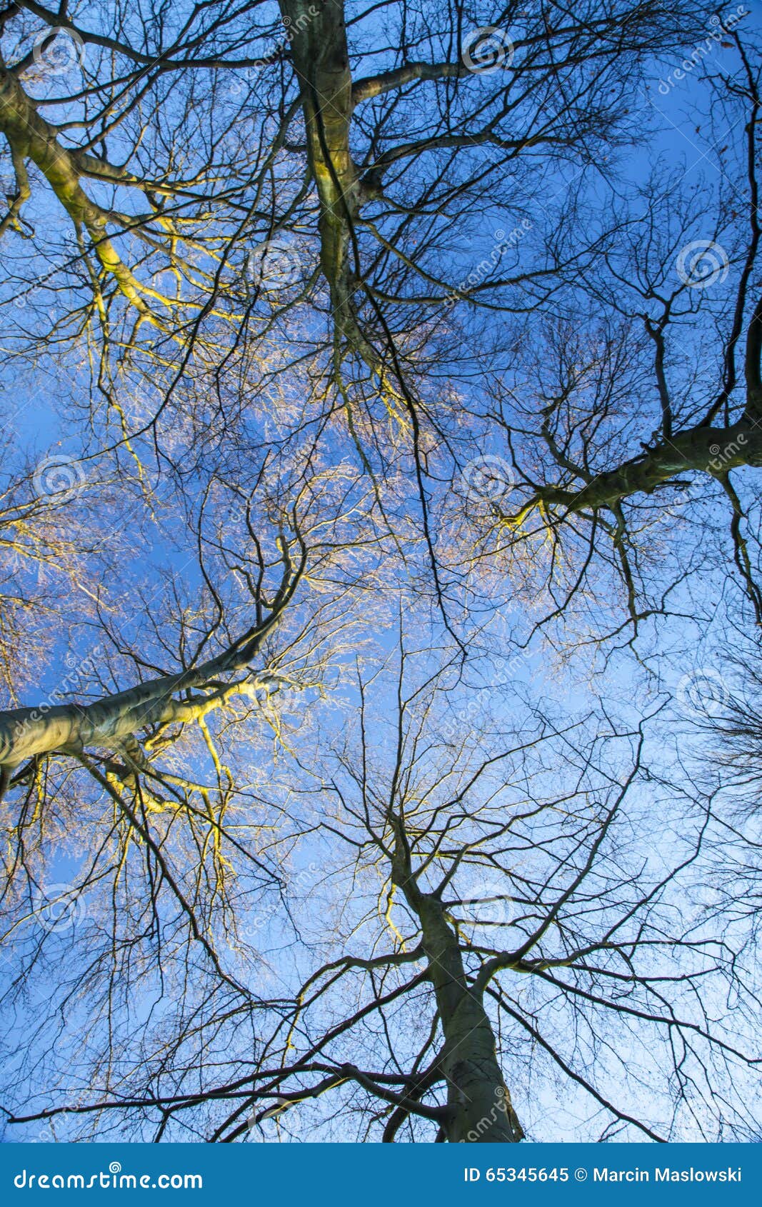 Boughs of trees stock image. Image of harmony, plant - 65345645