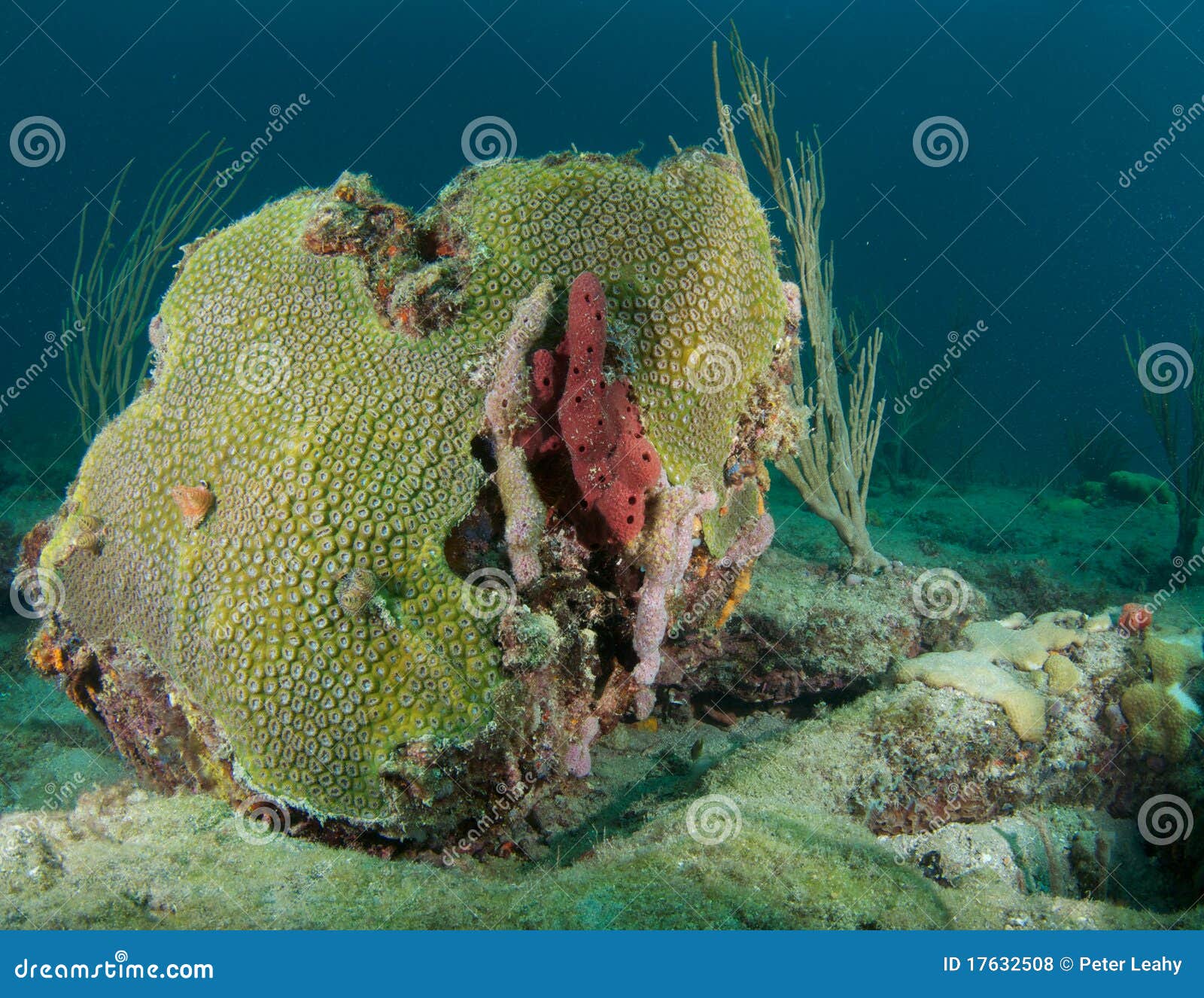 Boulder Coral stock photo. Image of reef, nekton, saltwater - 17632508