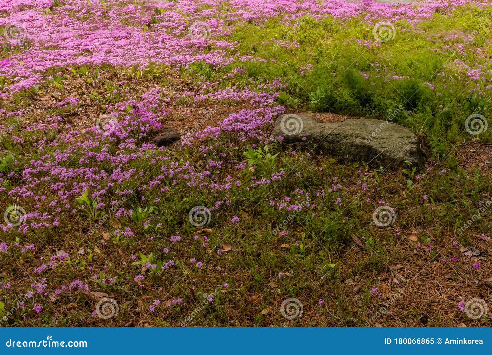 Boulder in field flowers stock image. Image of asia - 180066865