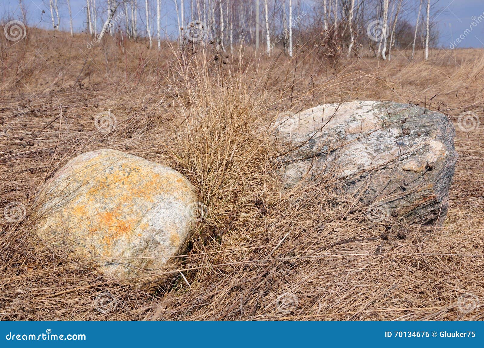 Boulder in the Field in the Spring Stock Photo - Image of strong, grass ...