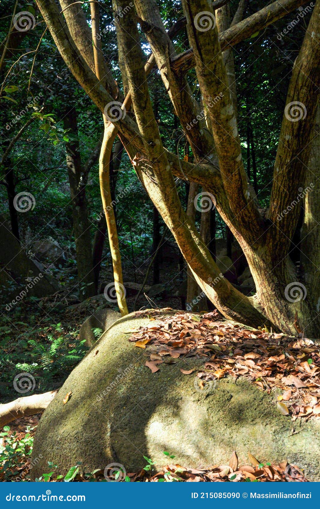 Boulder of Granite Rock into the Tropical Green Jungle Stock Photo ...
