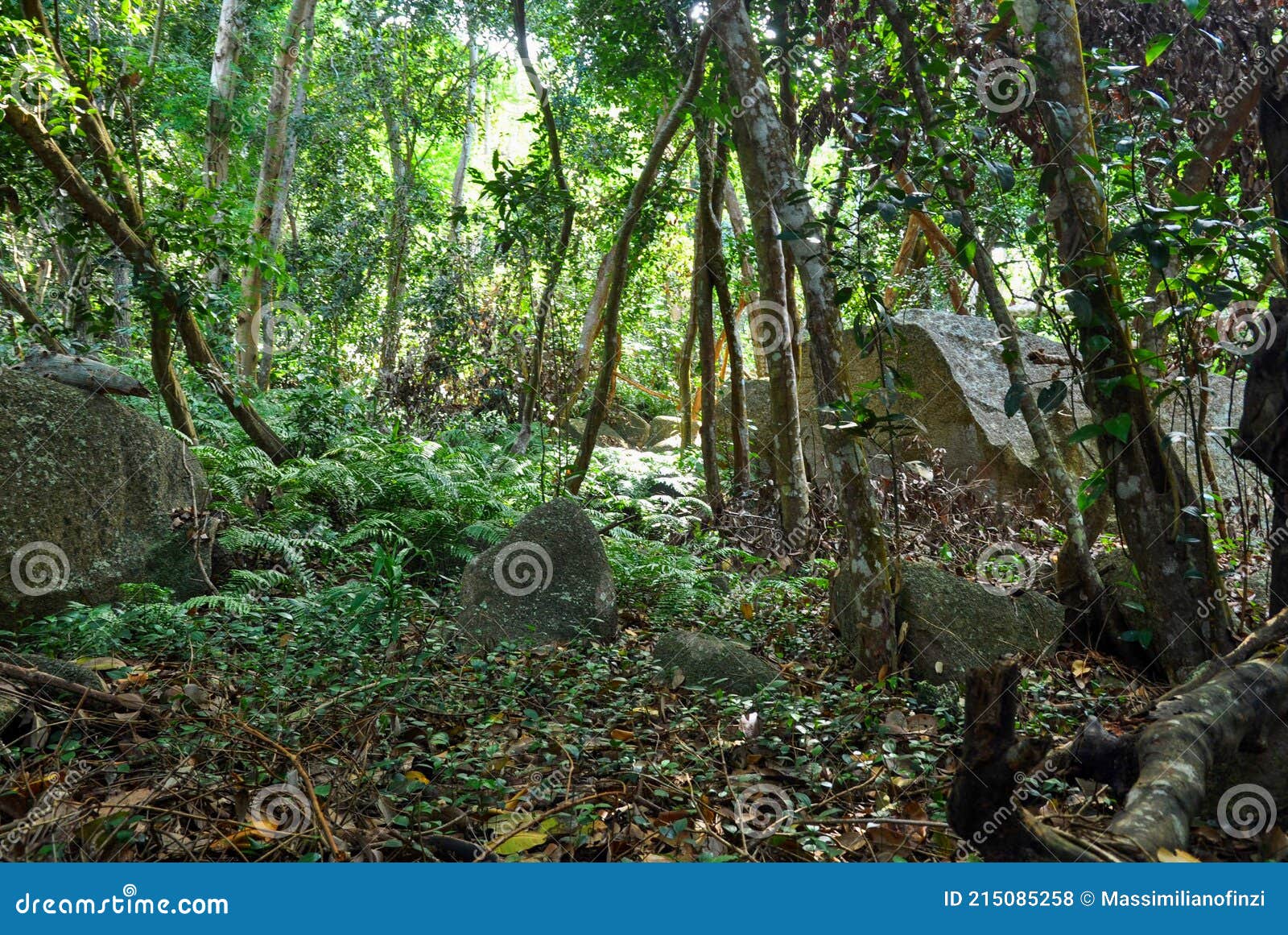 Boulder of Granite Rock into the Tropical Green Jungle Stock Photo ...