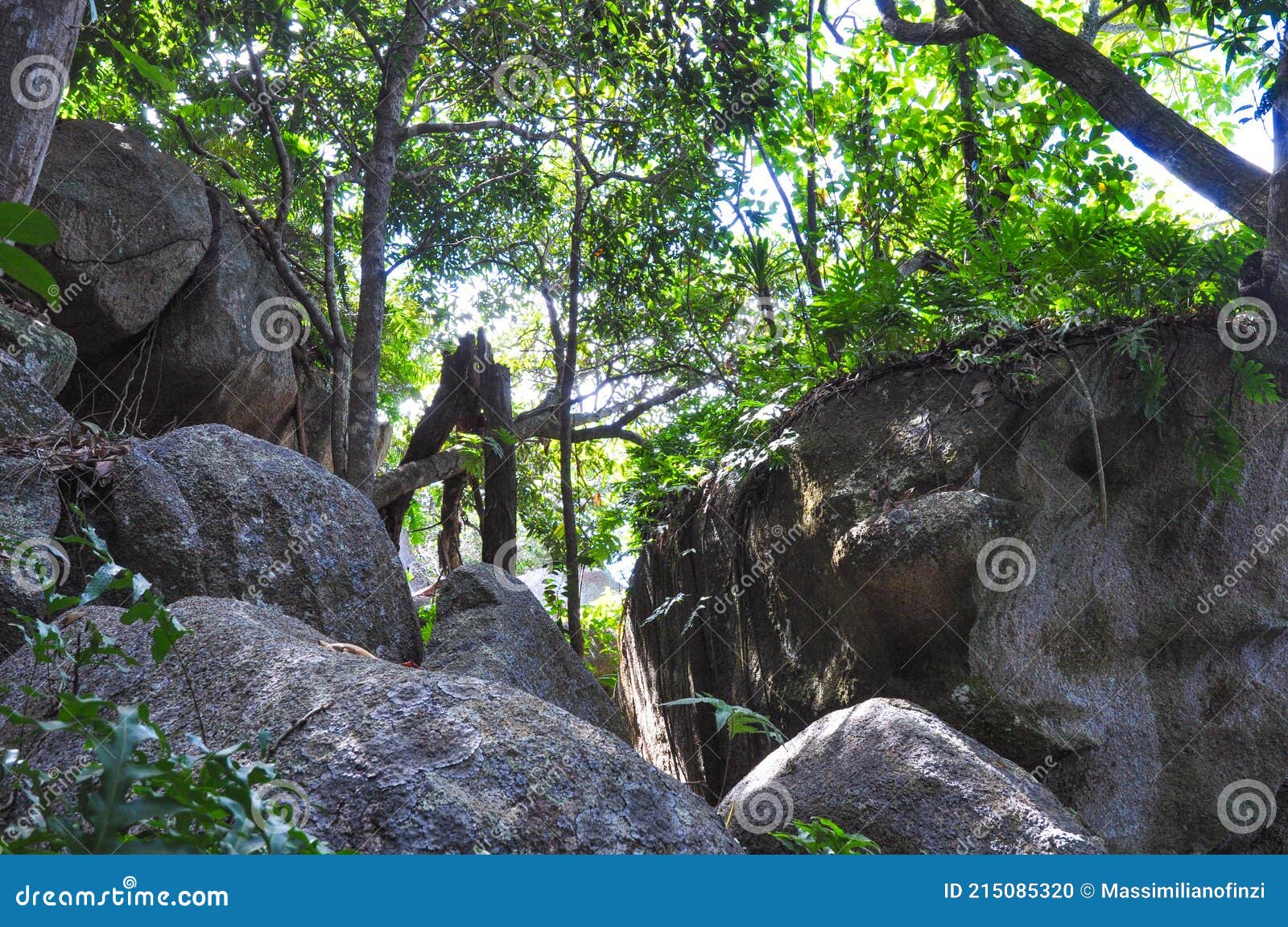 Boulder of Granite Rock into the Tropical Green Jungle Stock Photo ...