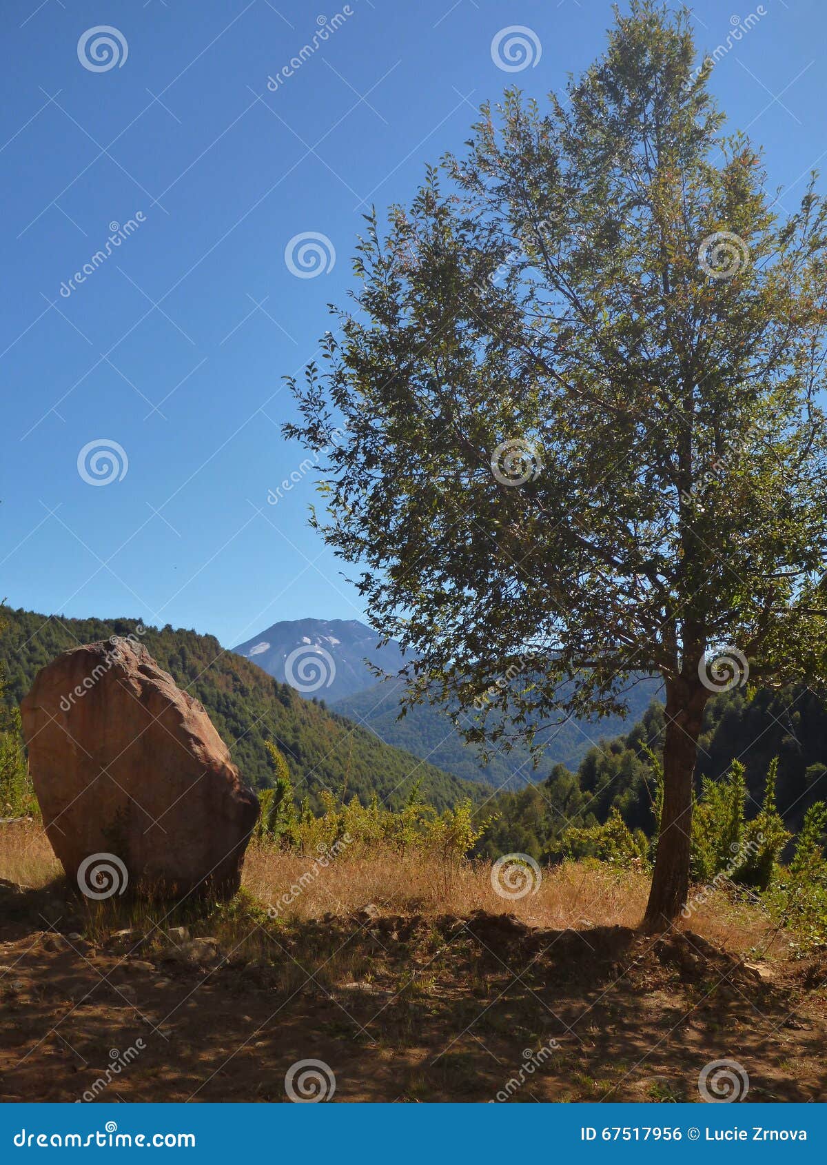 Boulder and a Green Tree in the Mountains Stock Photo - Image of nature ...