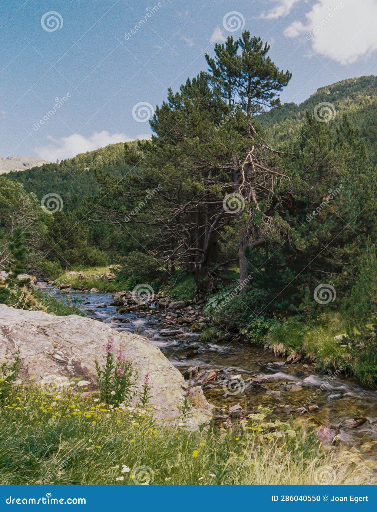 Boulder and Pine Tree at the Riu De La Coma Stock Photo - Image of coma ...