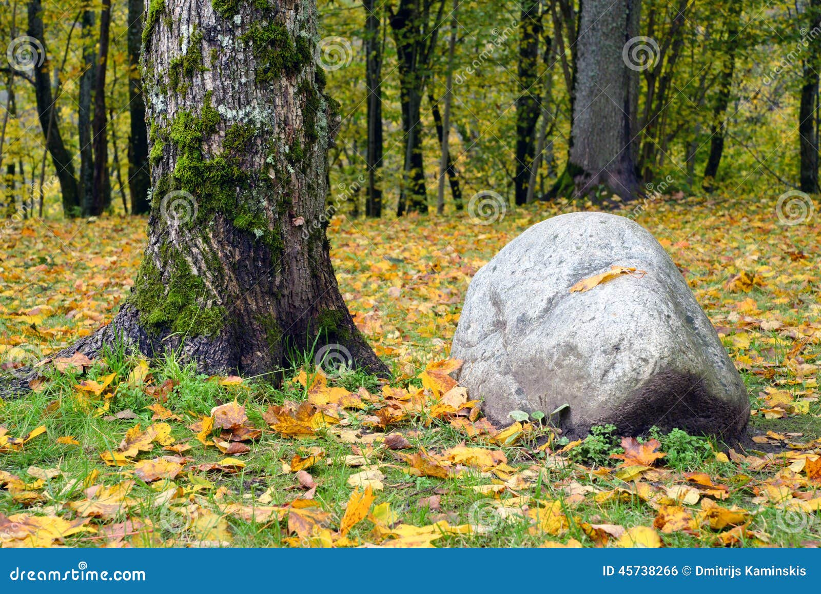 Boulder and a Tree in the Forest Stock Photo - Image of place, landmark ...