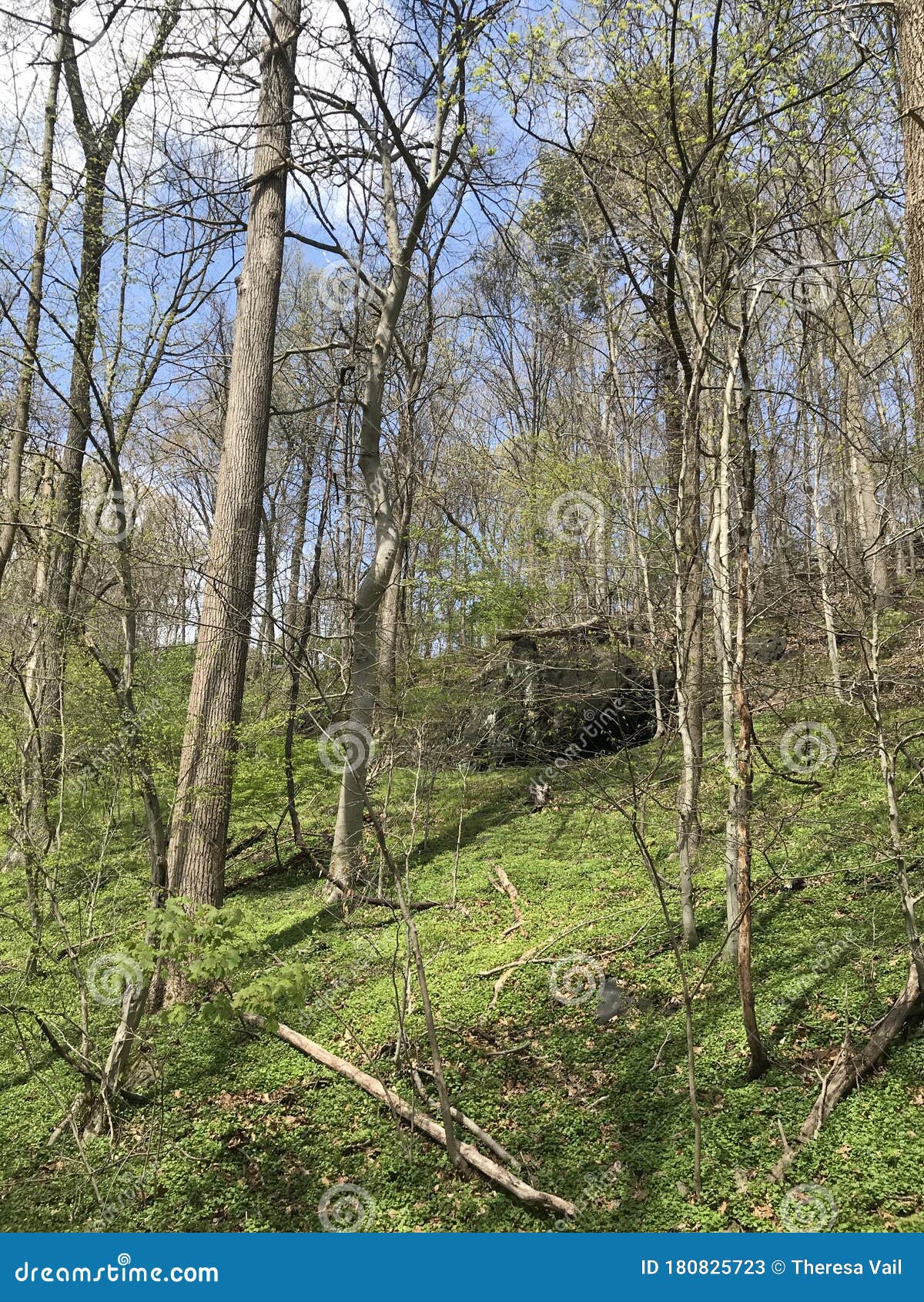 Boulder through trees stock image. Image of trees, green - 180825723