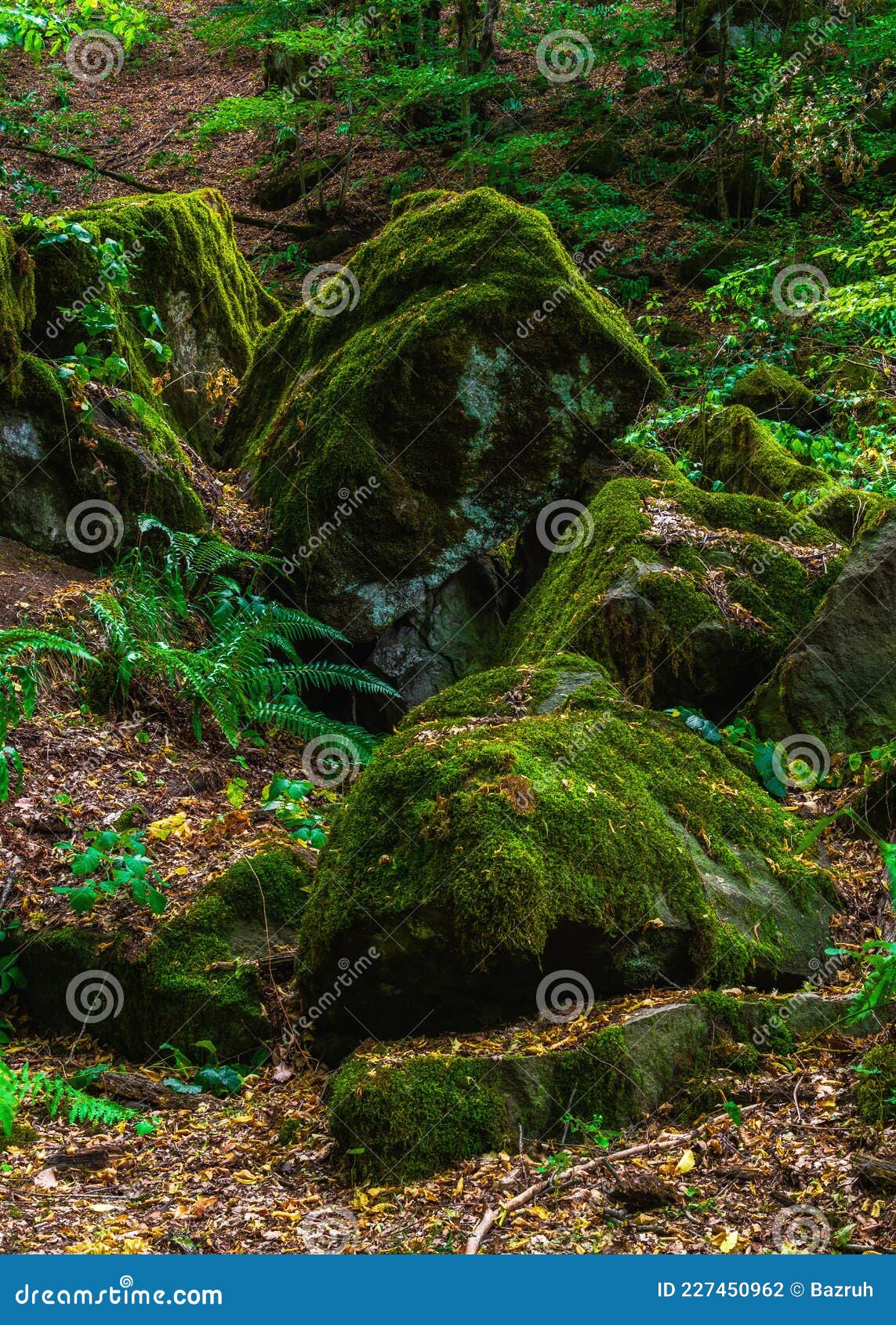 Boulders Overgrown with Moss in Forest Stock Photo - Image of grass ...