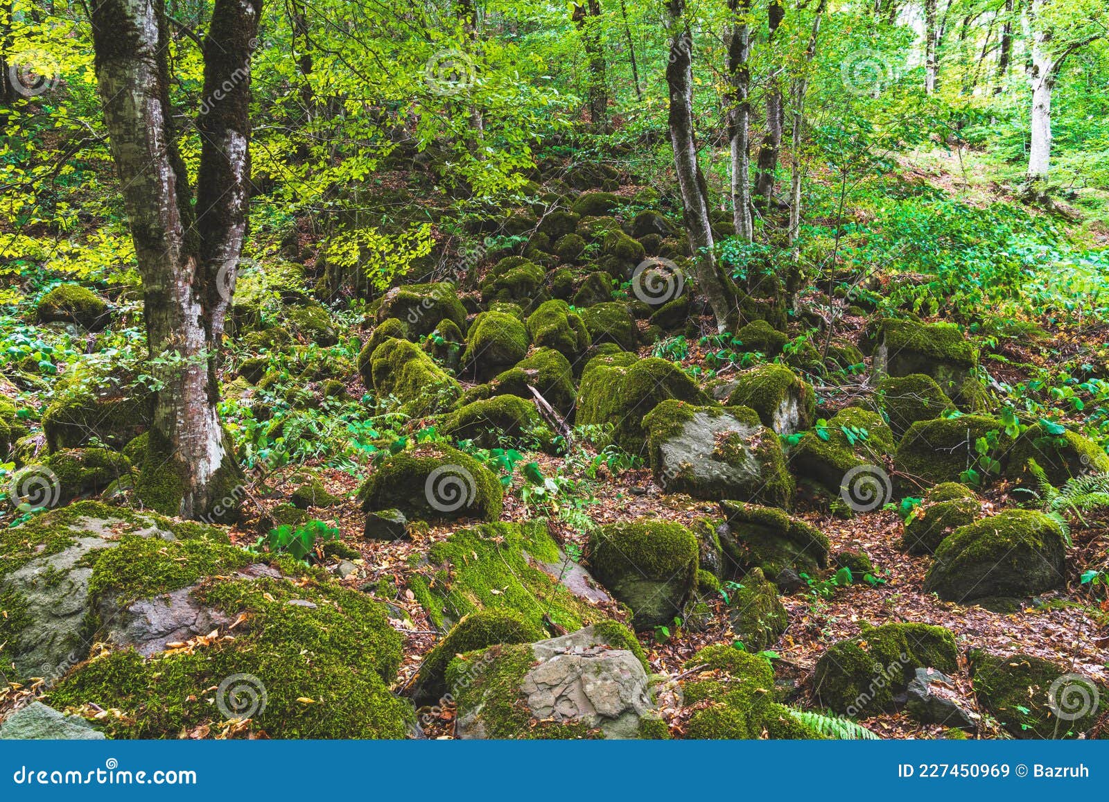 Boulders Overgrown with Moss in Forest Stock Image - Image of boulder ...