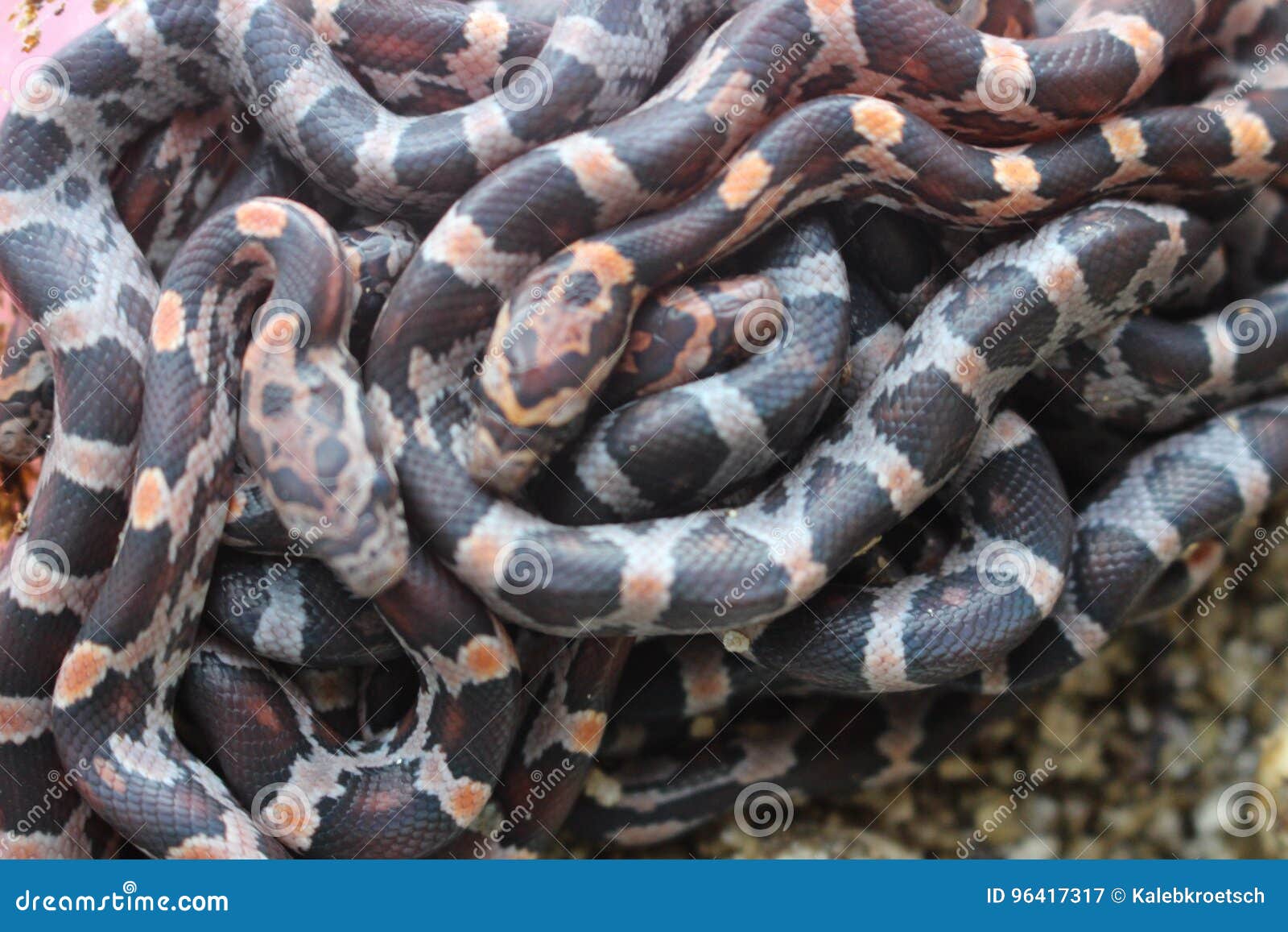 Boule des serpents de bébé image stock. Image du modelé - 96417317