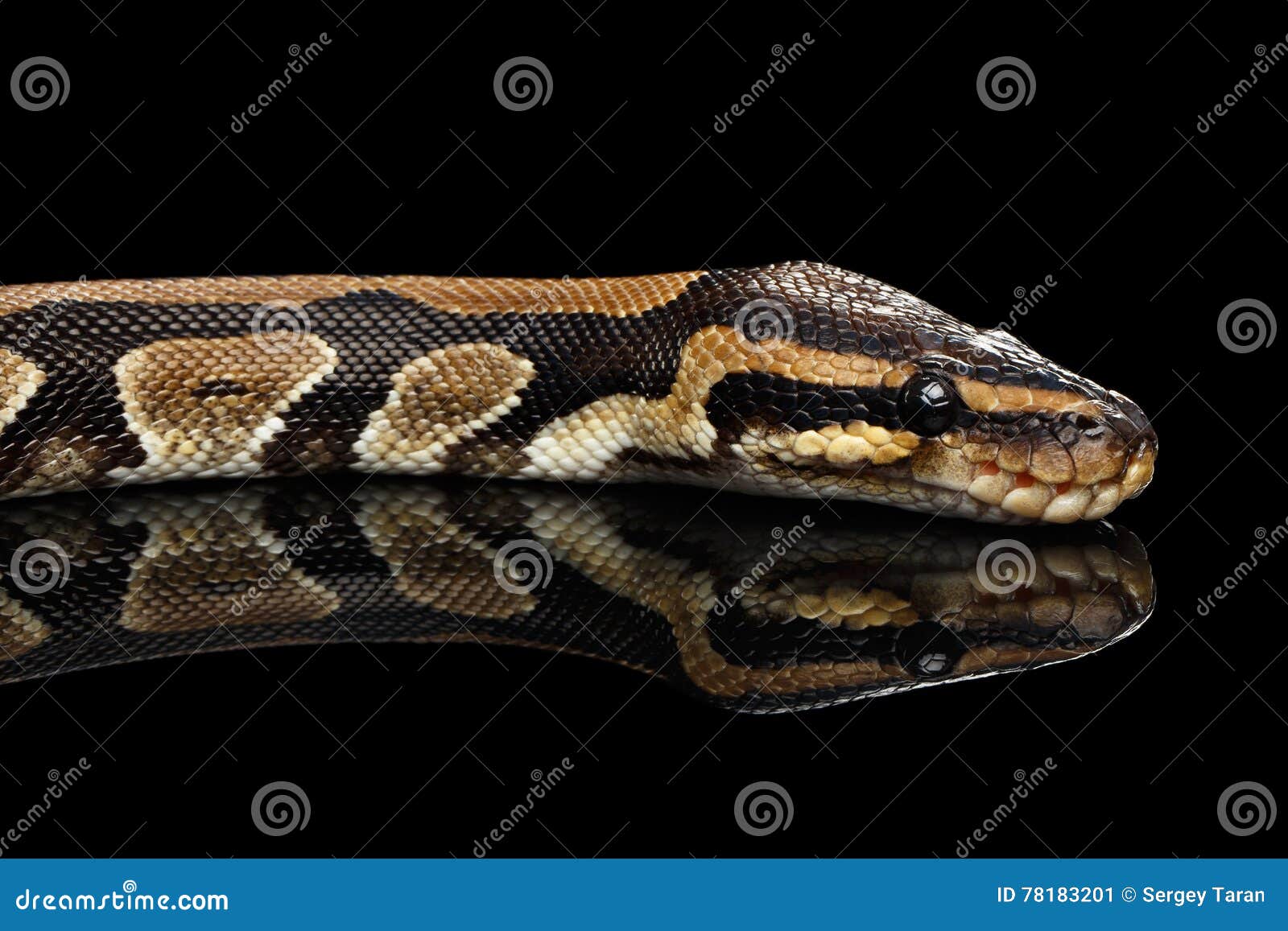 Boule Ou Serpent Royal De Python Sur Le Fond Noir D'isolement Image ...