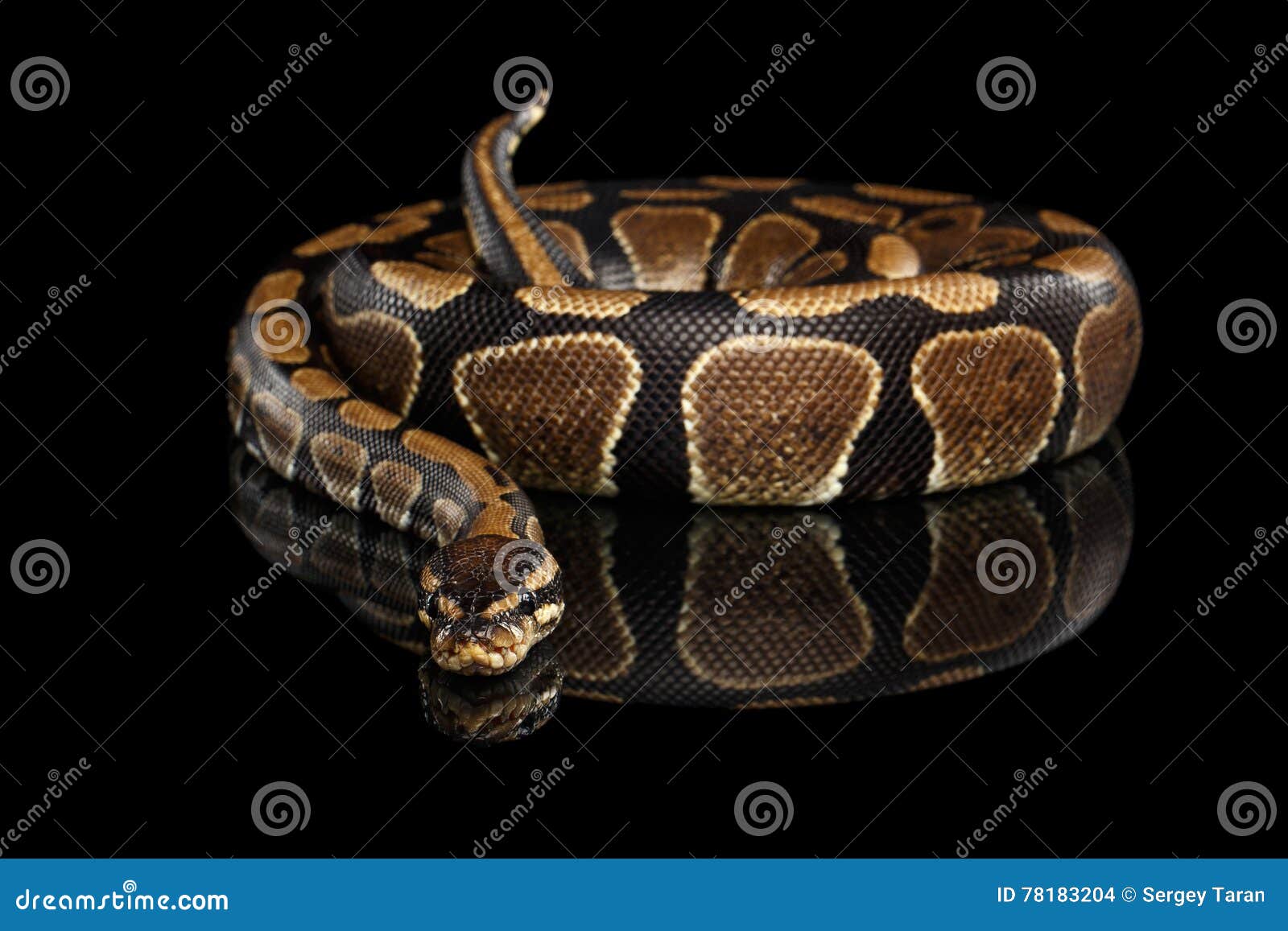 Boule Ou Serpent Royal De Python Sur Le Fond Noir D'isolement Photo ...