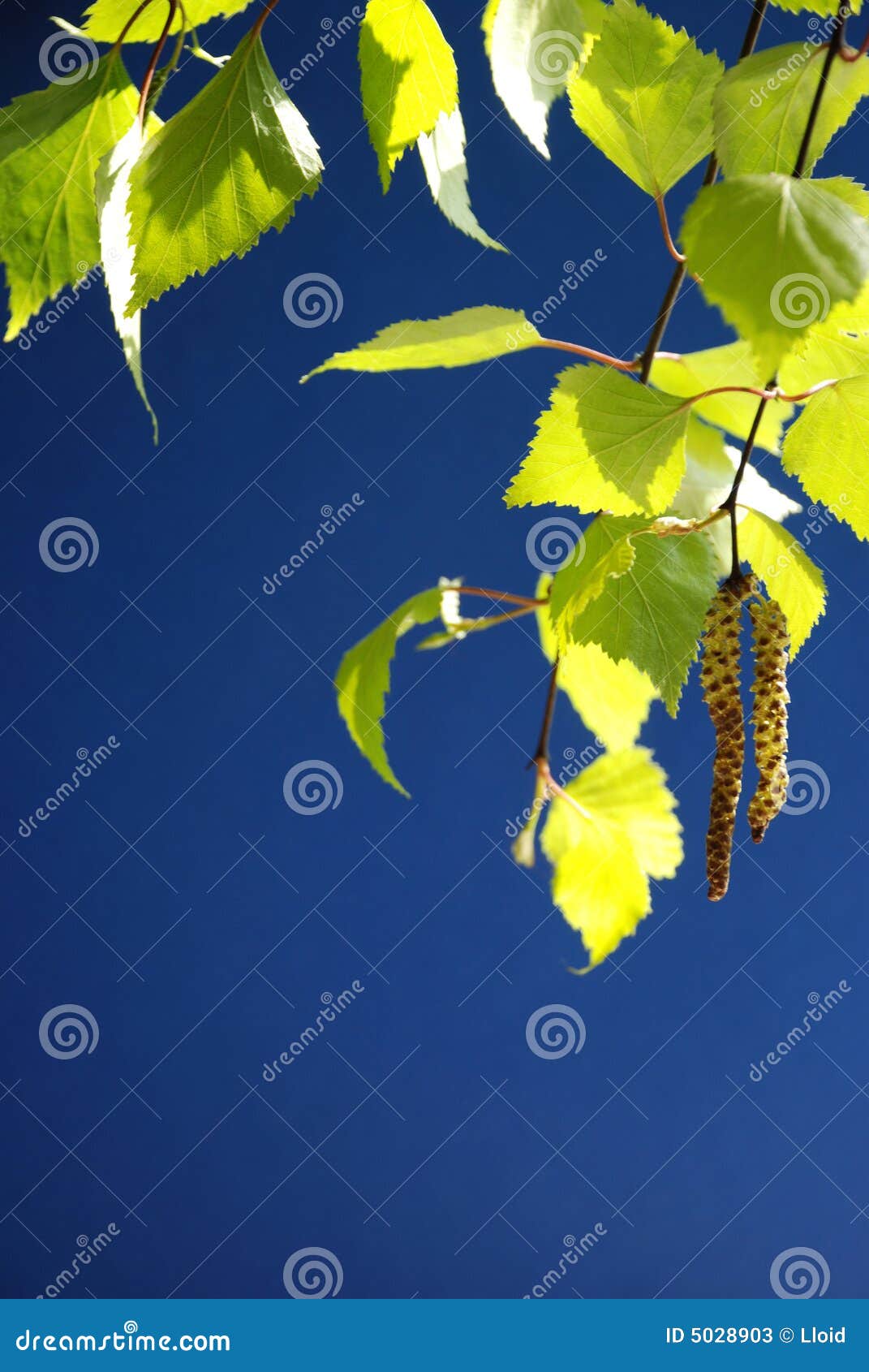 Bouleau image stock. Image du vert, botanique, bouleau - 5028903