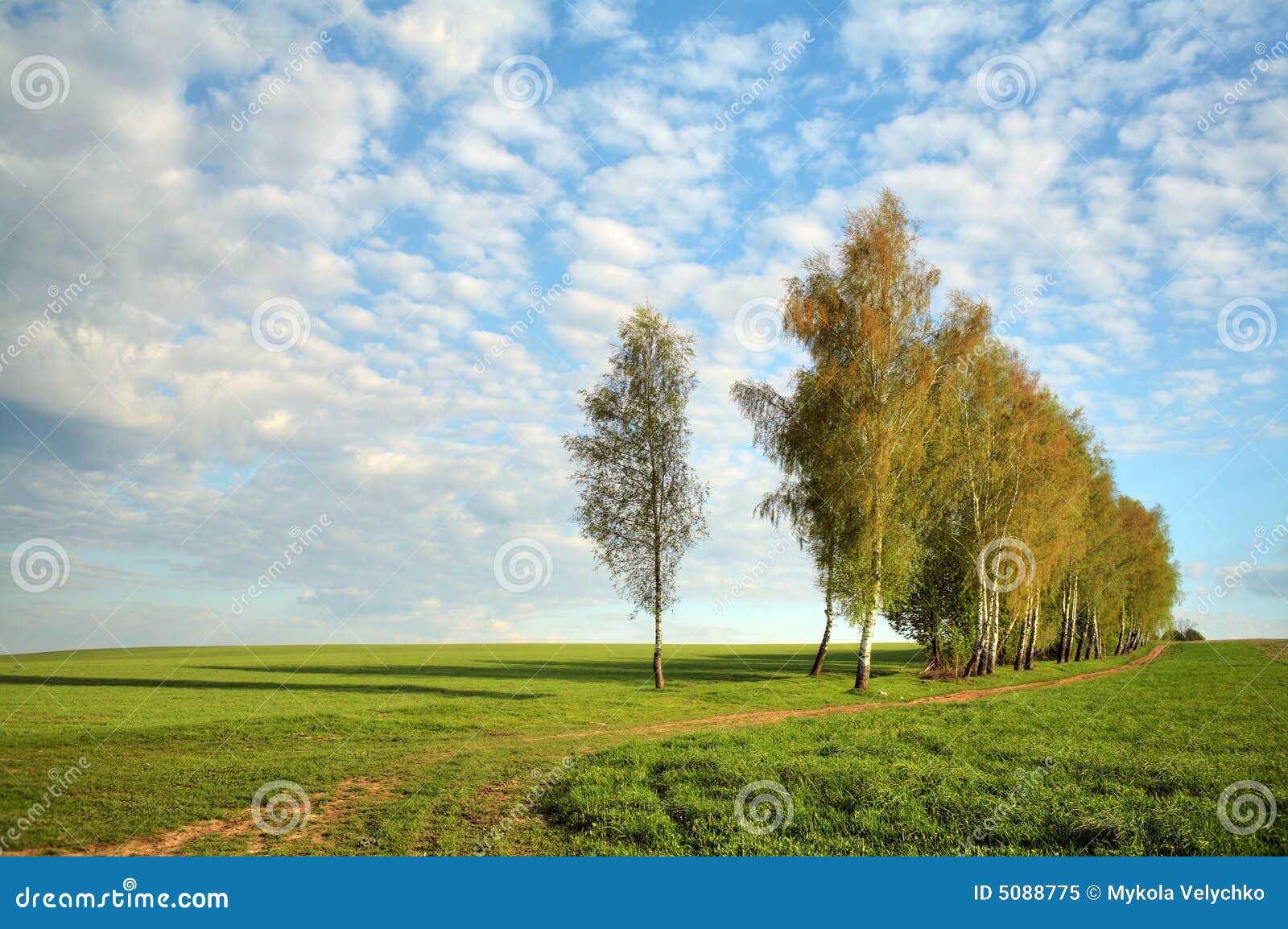 Bouleaux image stock. Image du arbre, bois, branchement - 5088775