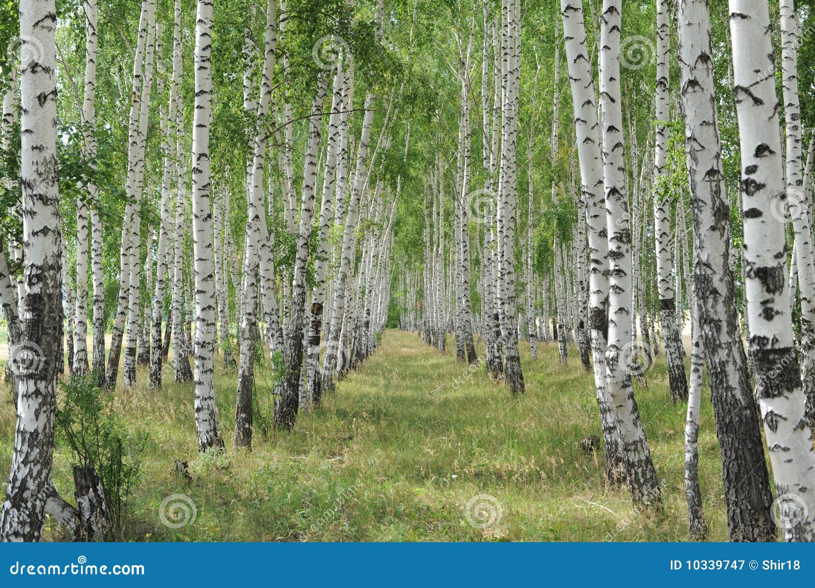 Bouleaux blancs image stock. Image du bouleau, forêt - 10339747