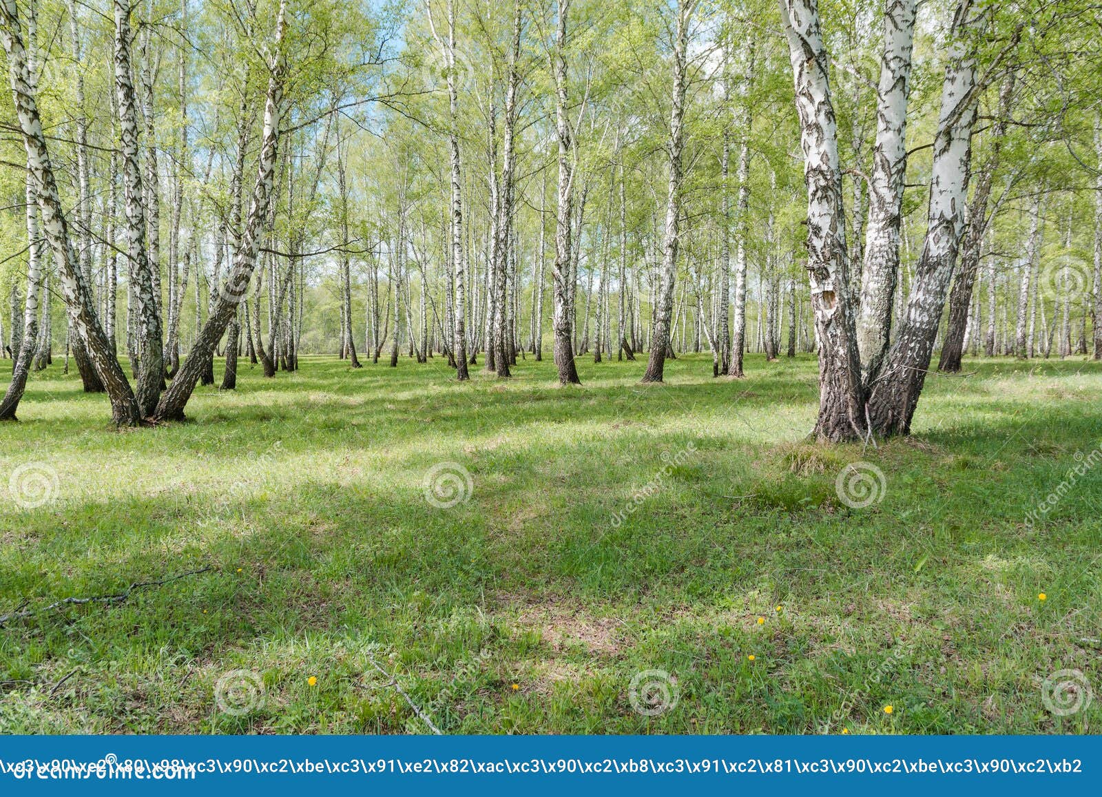 Bouleaux Bois De Bouleau C'est Beaucoup De Bouleaux Image stock - Image ...