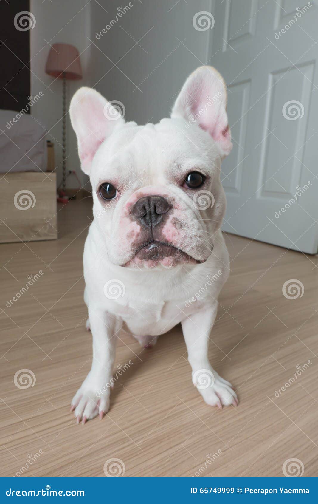Bouledogue français blanc image stock. Image du sain - 65749999