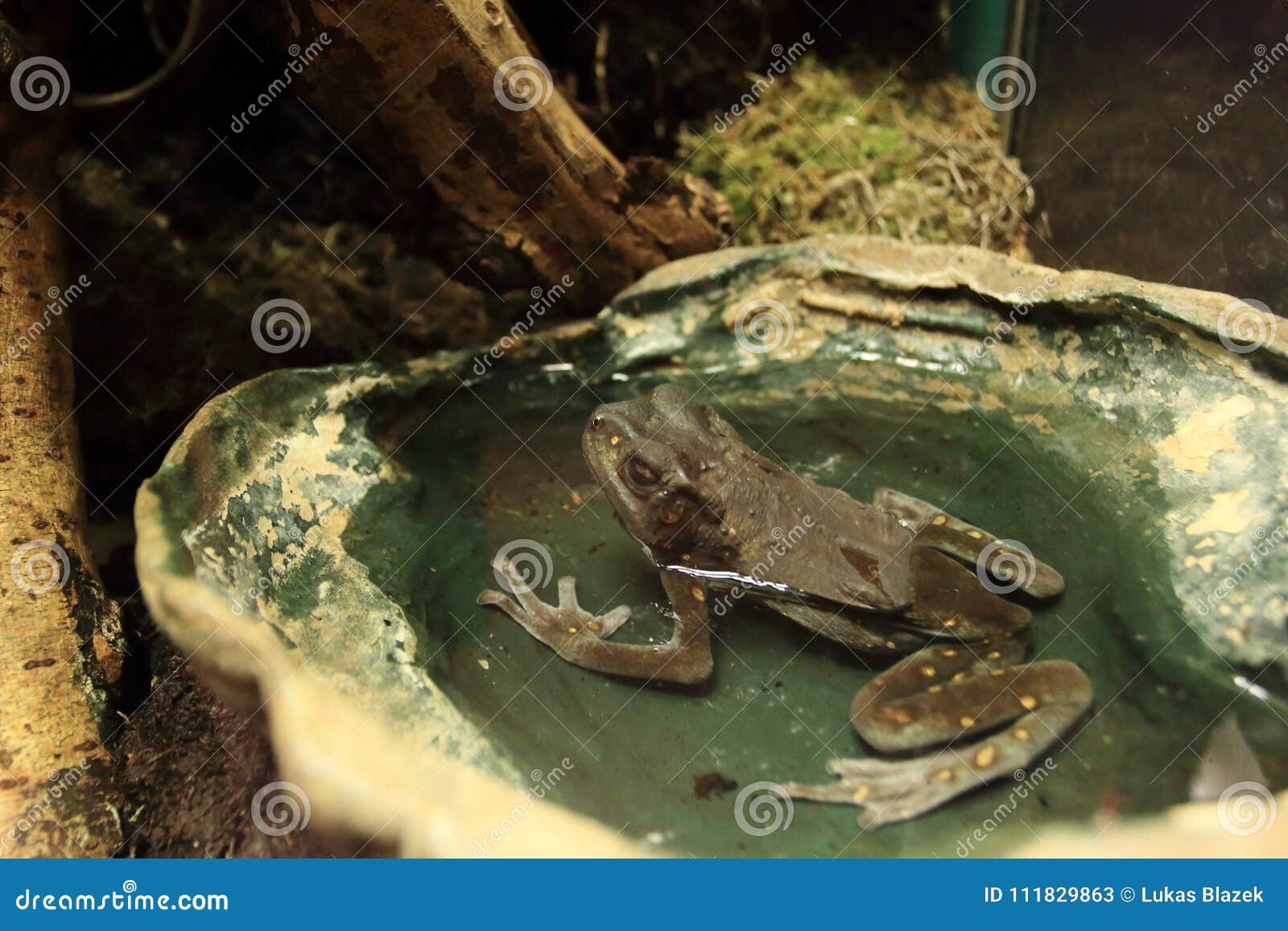 Boulenger Asian tree toad stock image. Image of animal - 111829863
