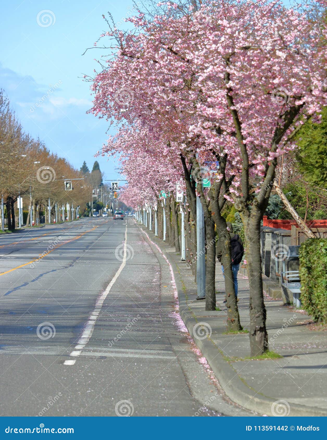 Boulevard Cherry Blossoms stock photo. Image of city - 113591442