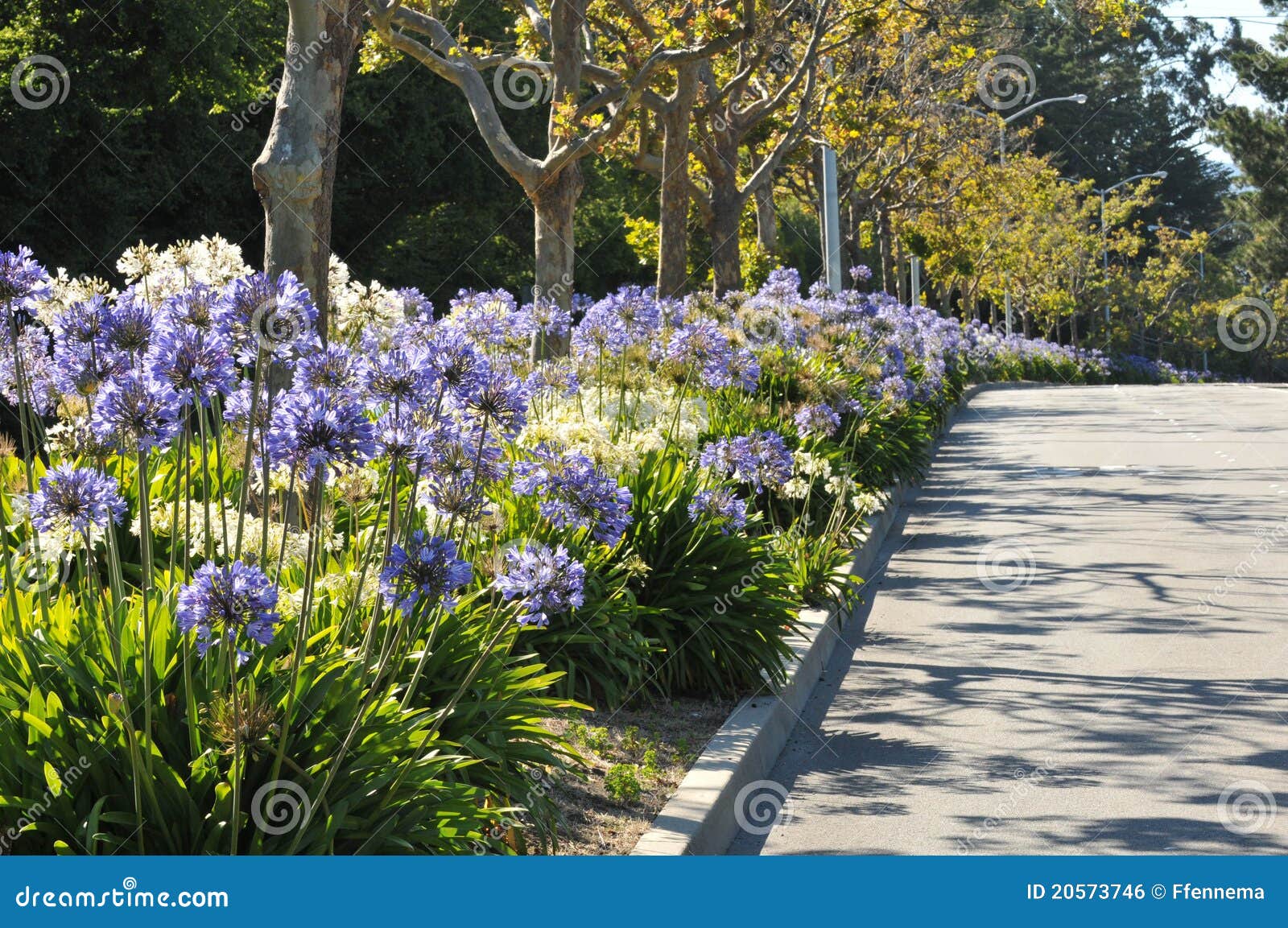 Boulevard Median Has Flowers and Trees Stock Photo - Image of street ...