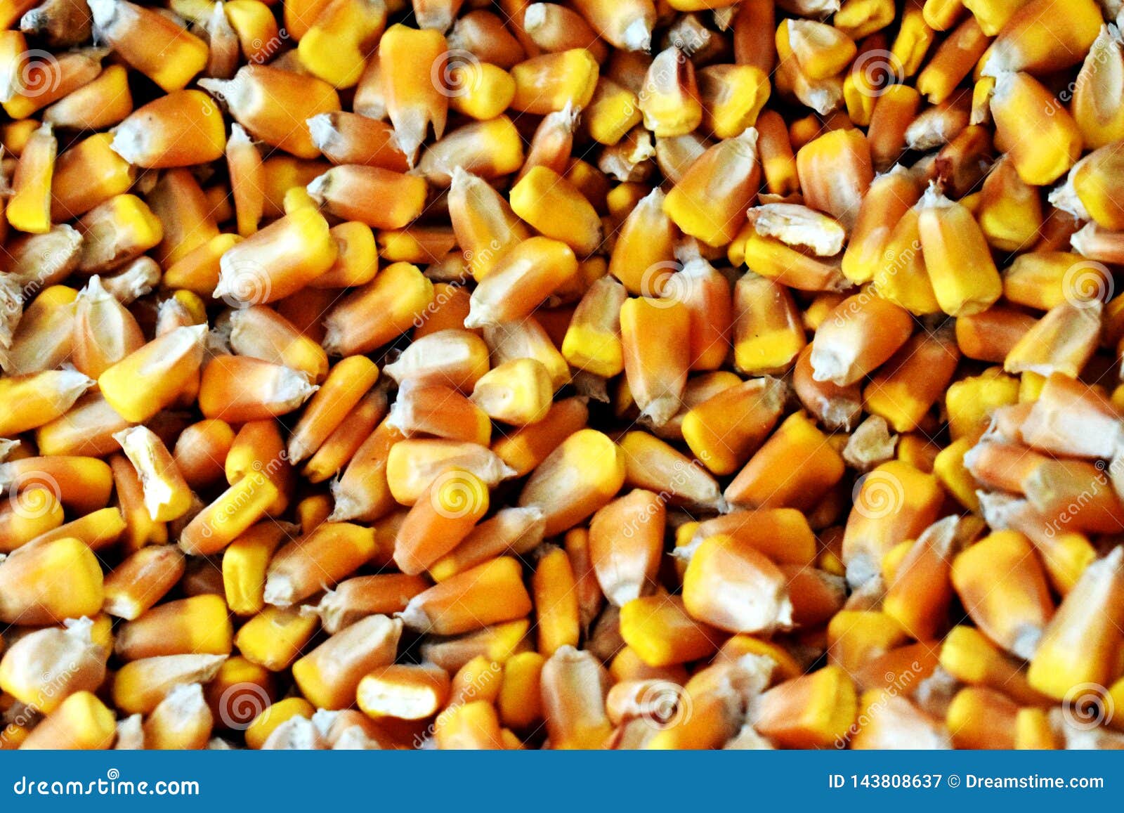 Corn seeds stock image. Image of crowd, maizeseeds, plenty - 143808637