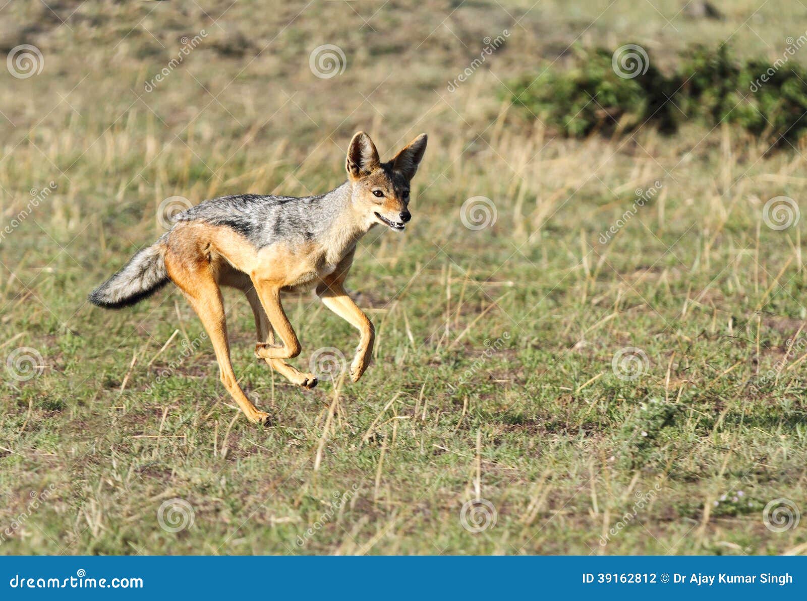 A Bouncing Black Backed Jackal Stock Photo - Image of hunting, long ...