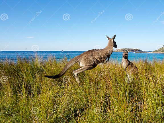 Bouncing Kangaroo on an Australian Beach Stock Photo - Image of animal ...