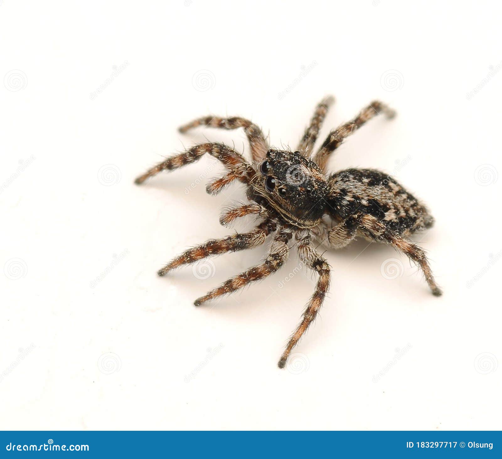 Bouncing spider stock image. Image of predator, prey - 183297717