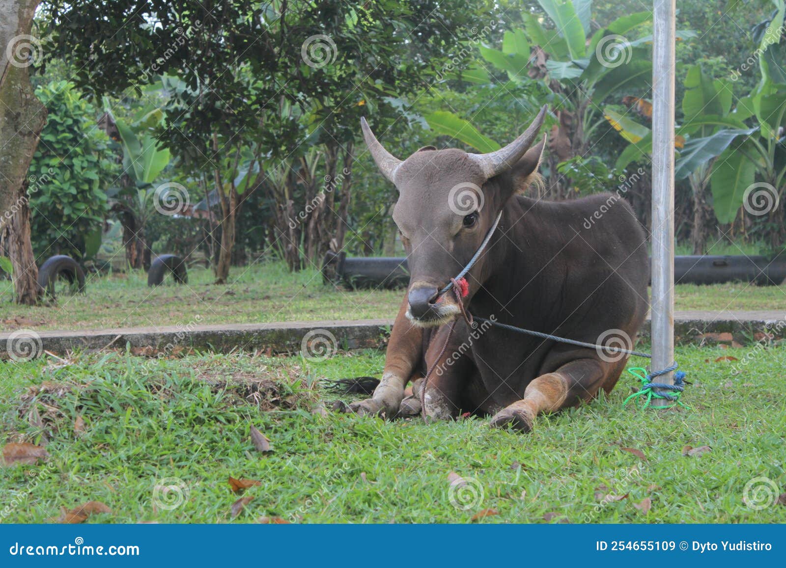 Buffalo is sitting stock image. Image of sheep, plant - 254655109