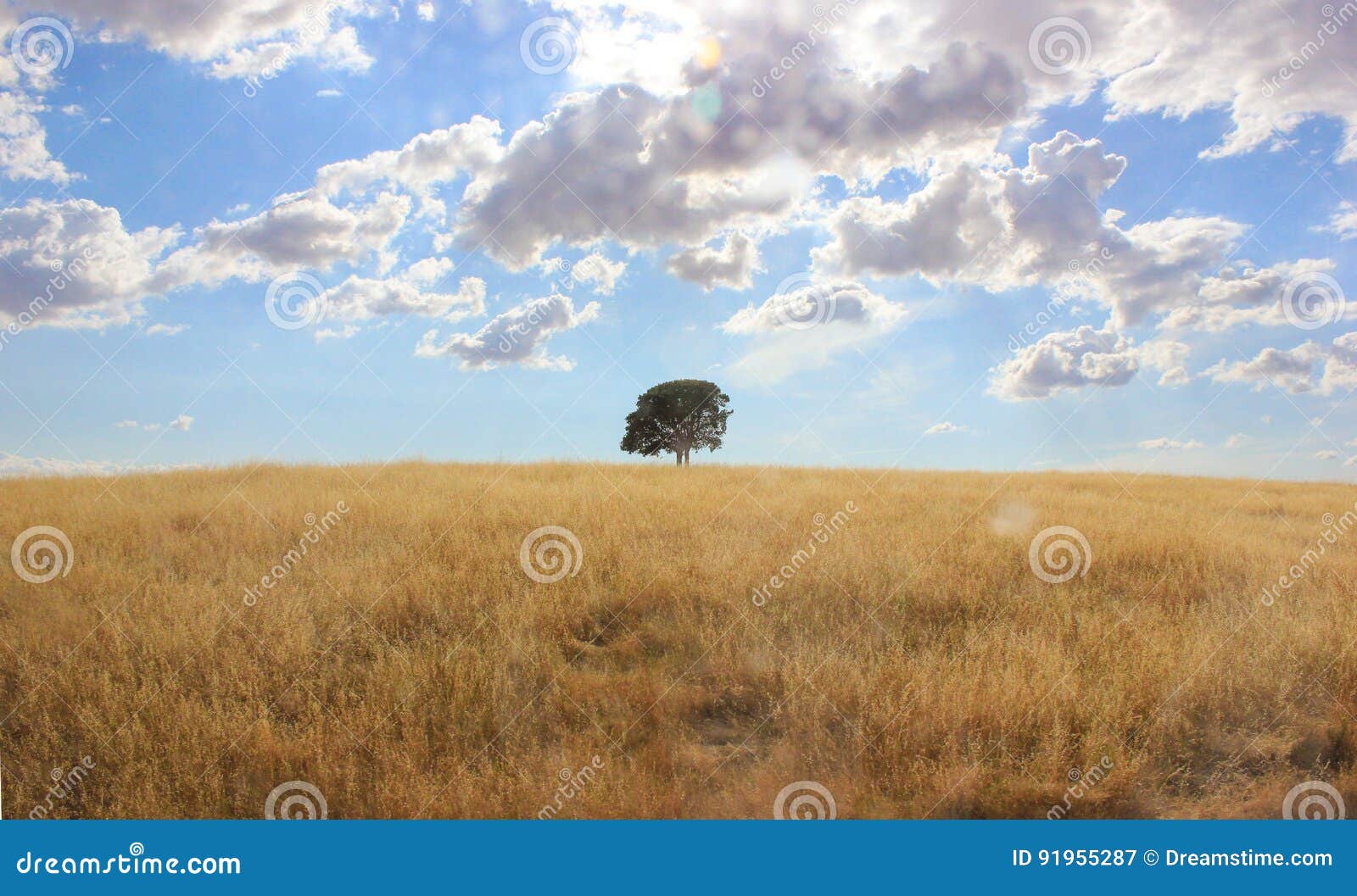 The bound stock image. Image of landscape, tree, earth - 91955287