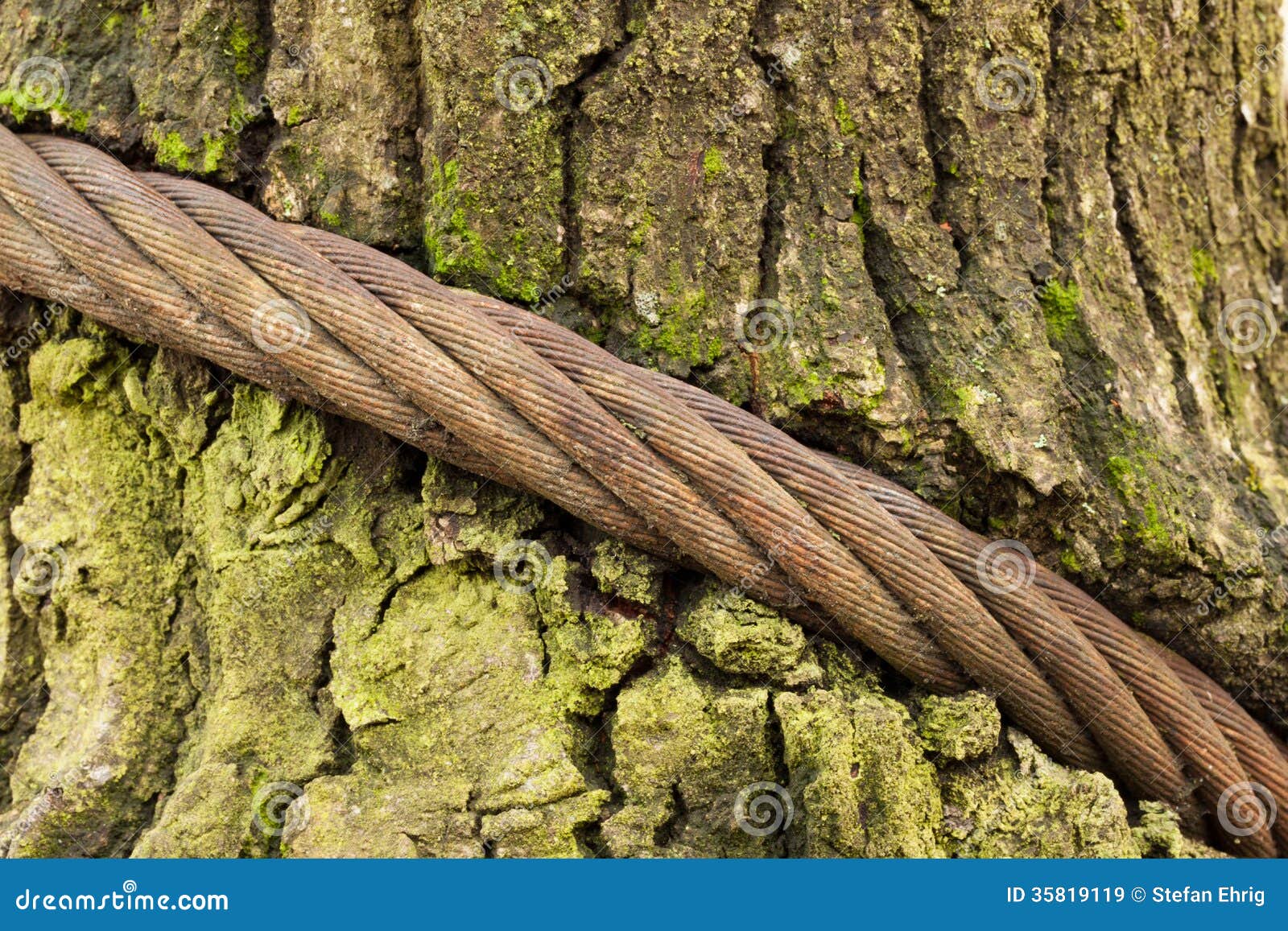 Bound tree stock image. Image of cable, background, tree - 35819119