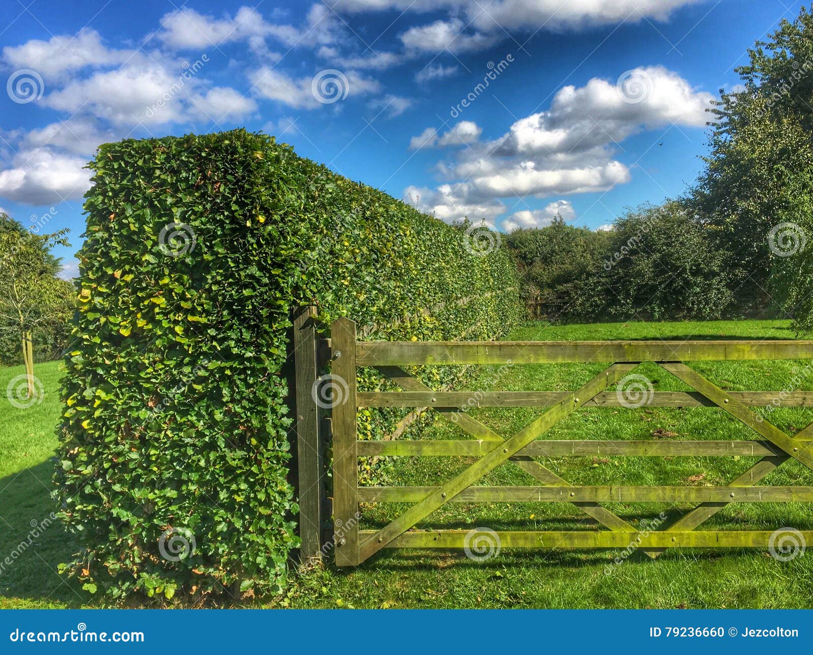 Boundaries stock photo. Image of boundaries, hedge, neatly - 79236660