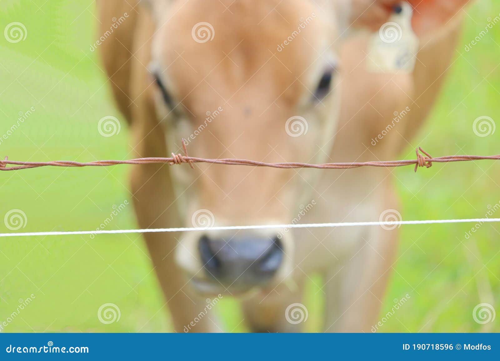 Boundaries and Young Calf stock photo. Image of head - 190718596