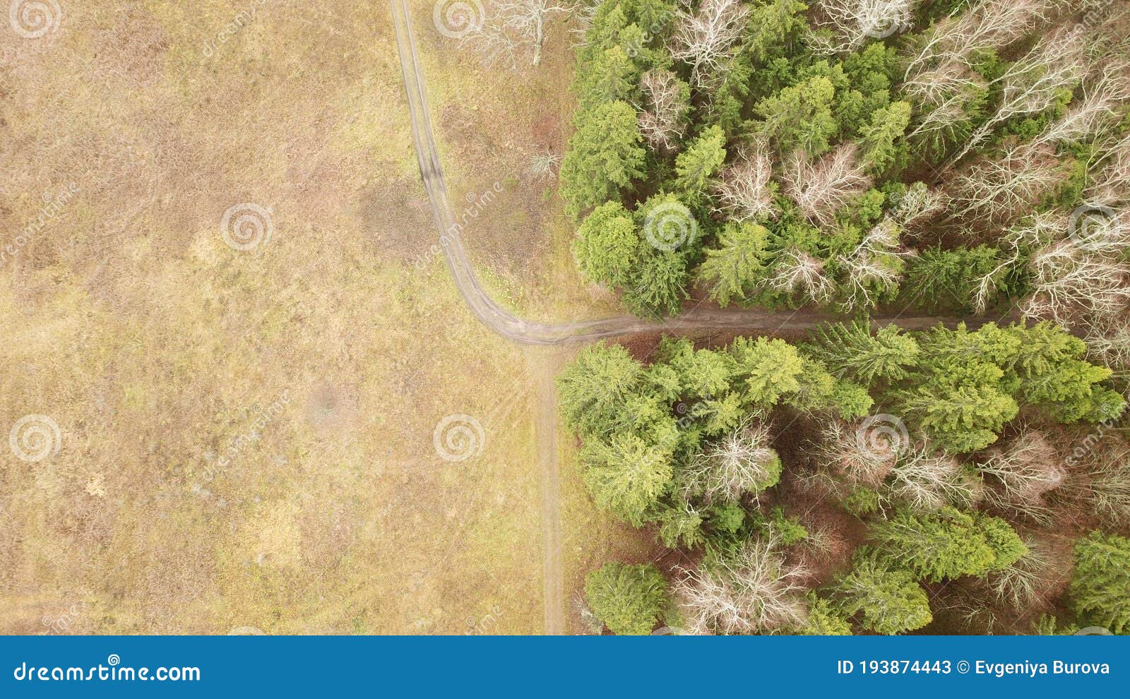 At the Boundary of the Field and the Forest Stock Image - Image of ...