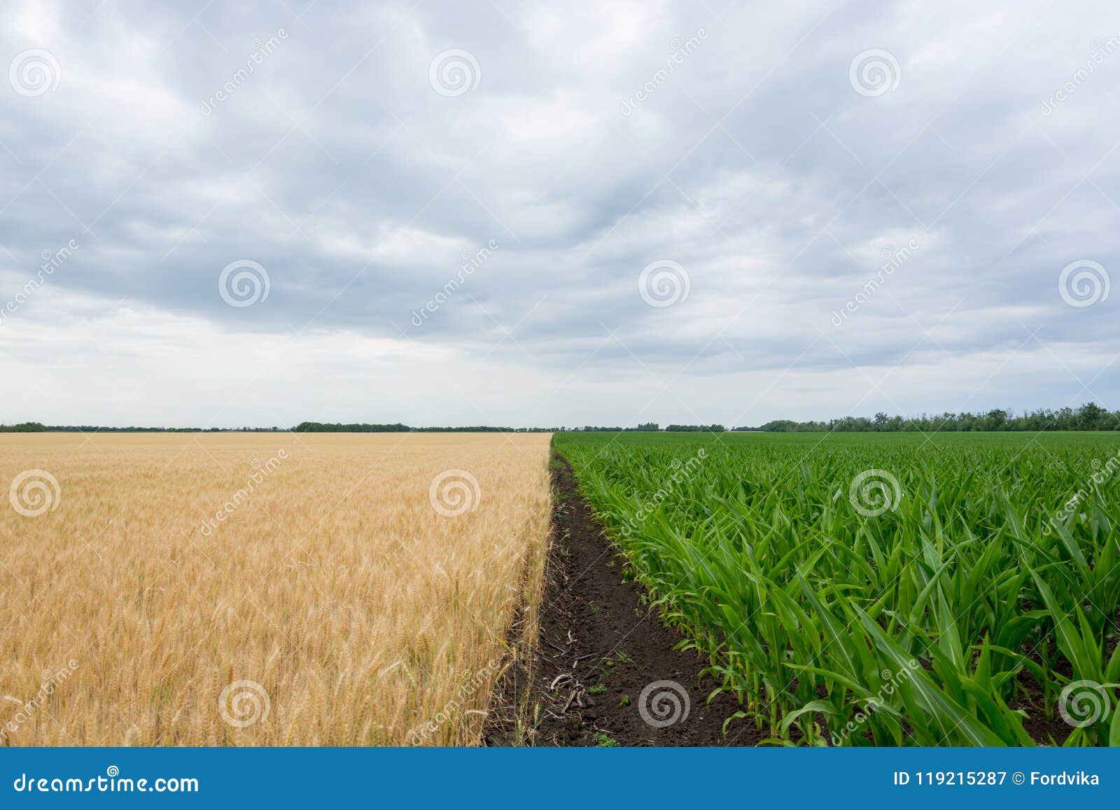The Boundary Fields with Maturing Grain Crop, Rye, Wheat or Barley, the ...