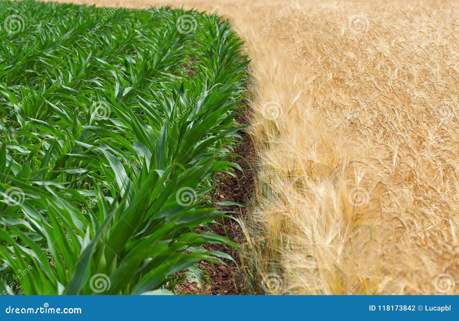 The Boundary between a Green Maize Field and a Golden Wheat Field at ...