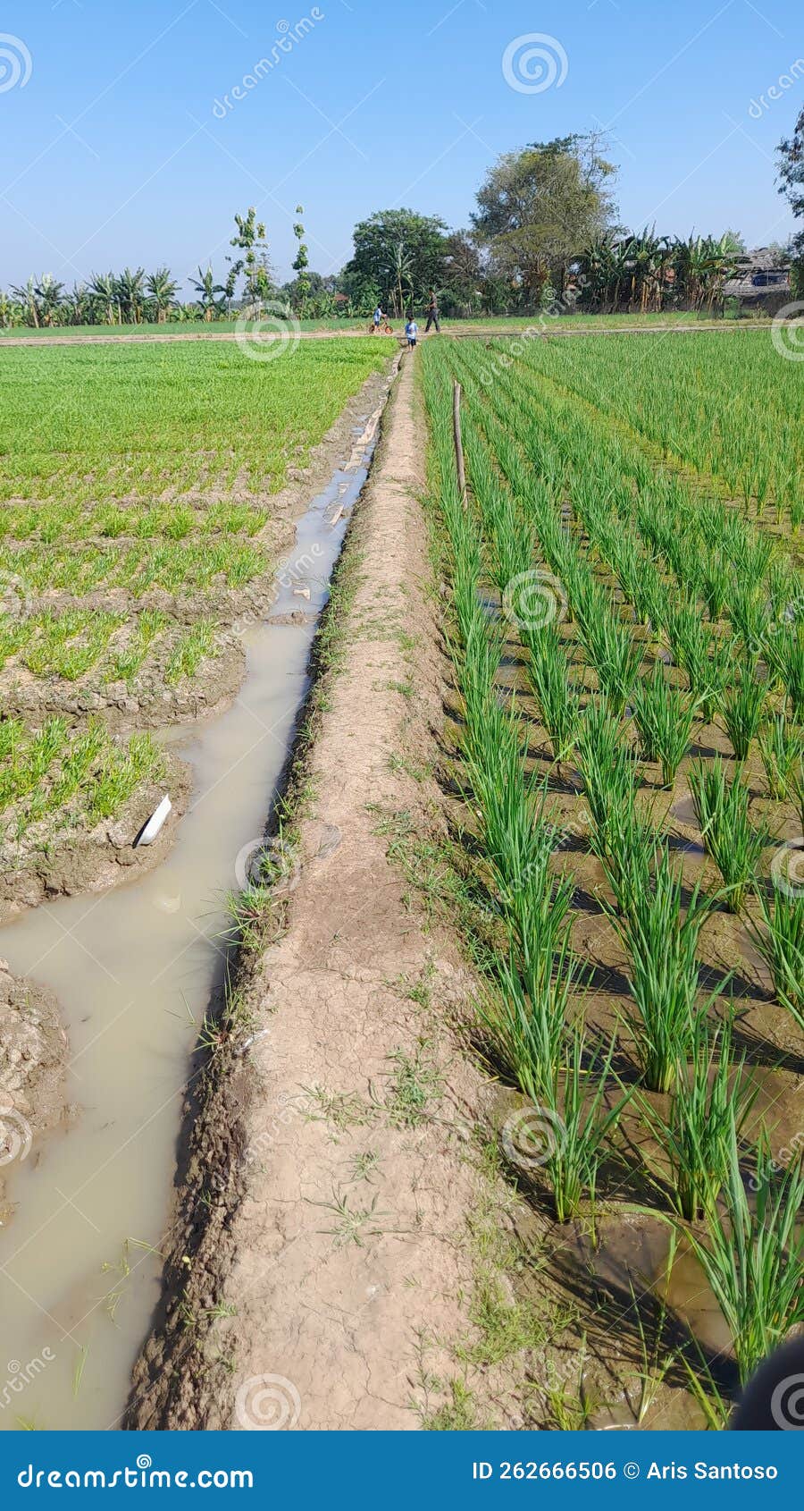 The Boundary of a Large Rice Field Area, Subang-indonesia Stock Photo ...