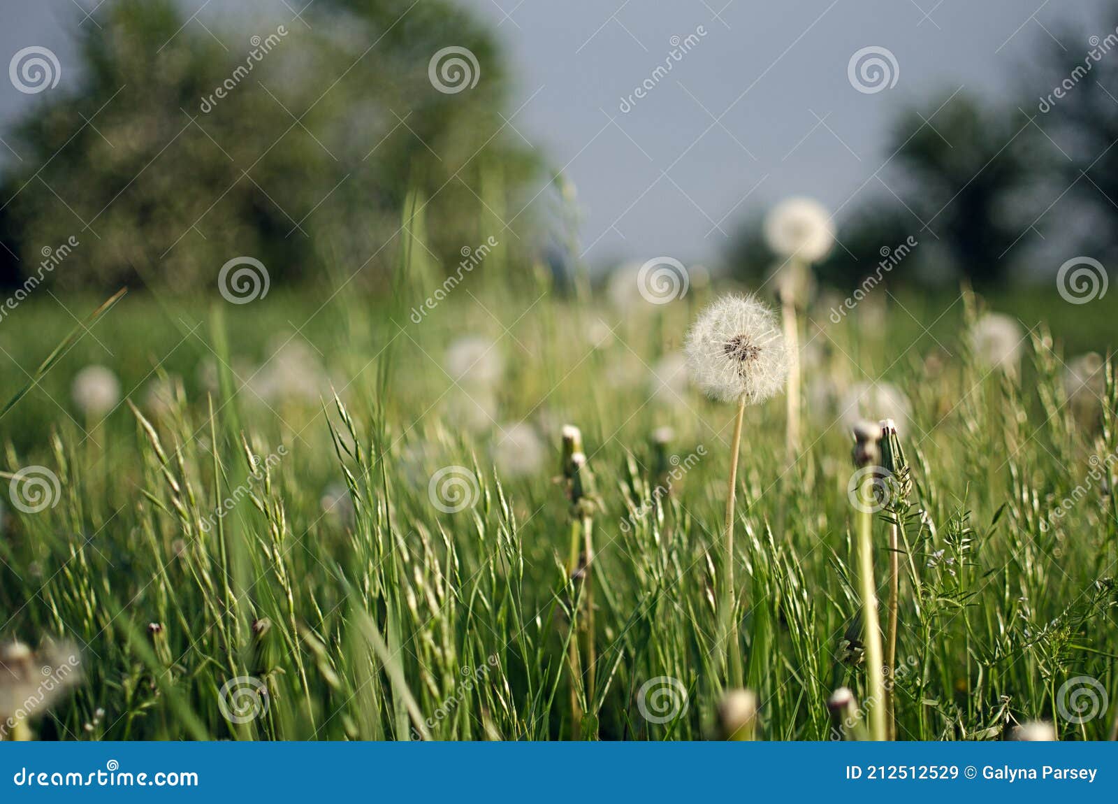 Boundless Field with Green Grass for a Good Rest Stock Image - Image of ...