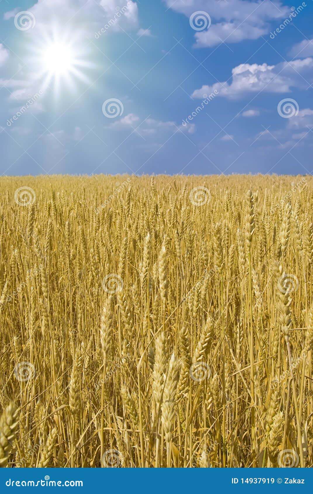 Boundless field of wheat stock image. Image of bright - 14937919