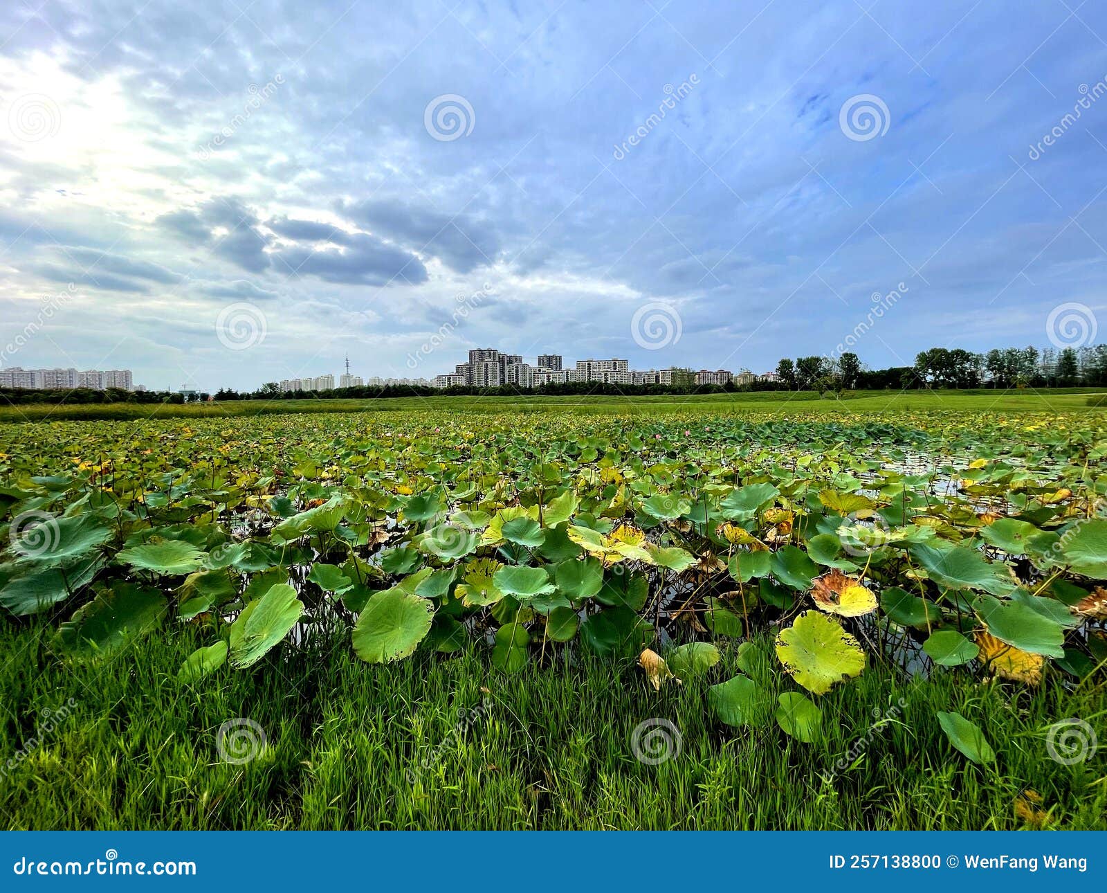 Boundless Green Lotus Leaves Stock Photo - Image of green, lotus: 257138800
